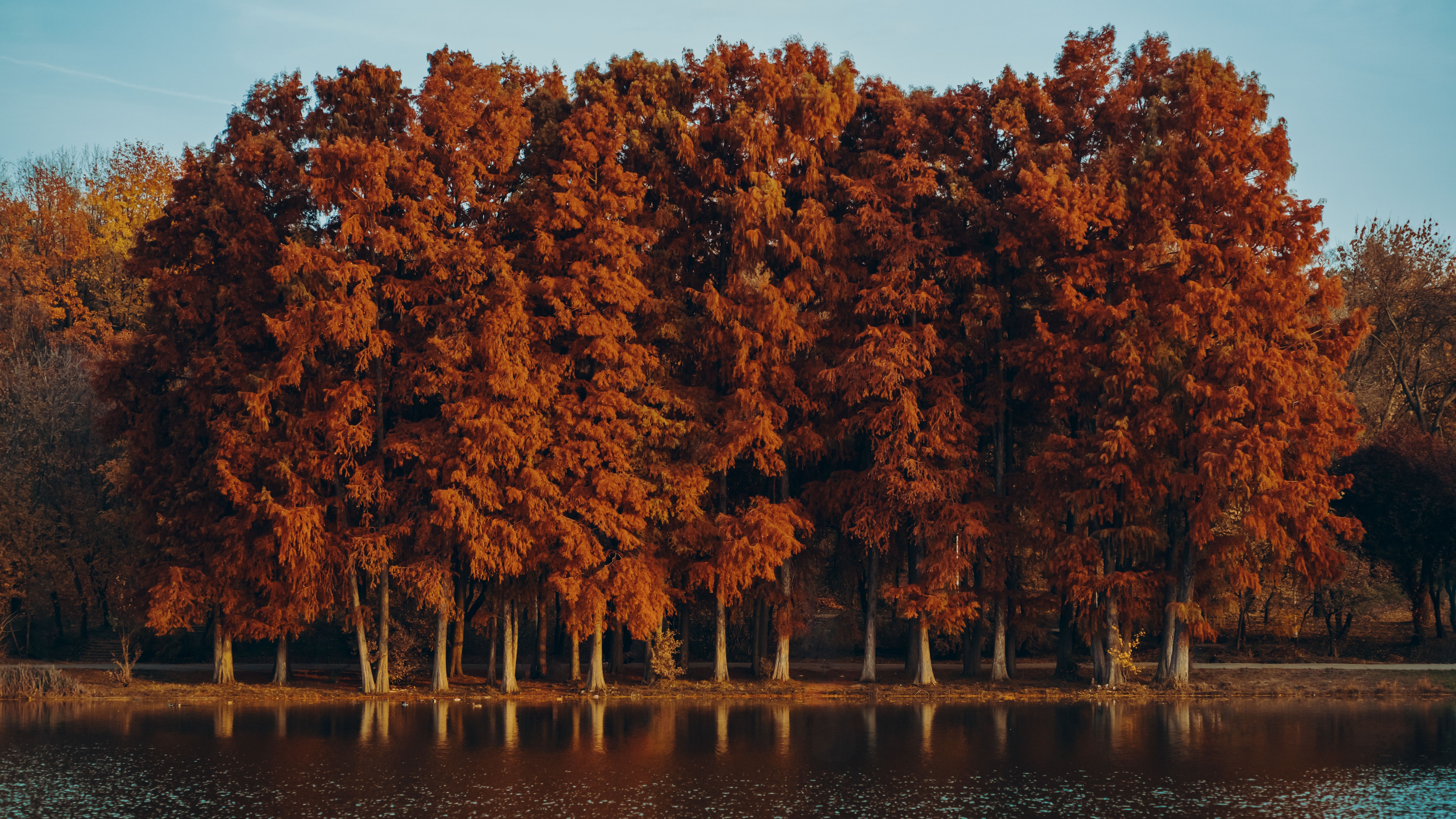 Brown Trees near a Lake · Free Stock Photo