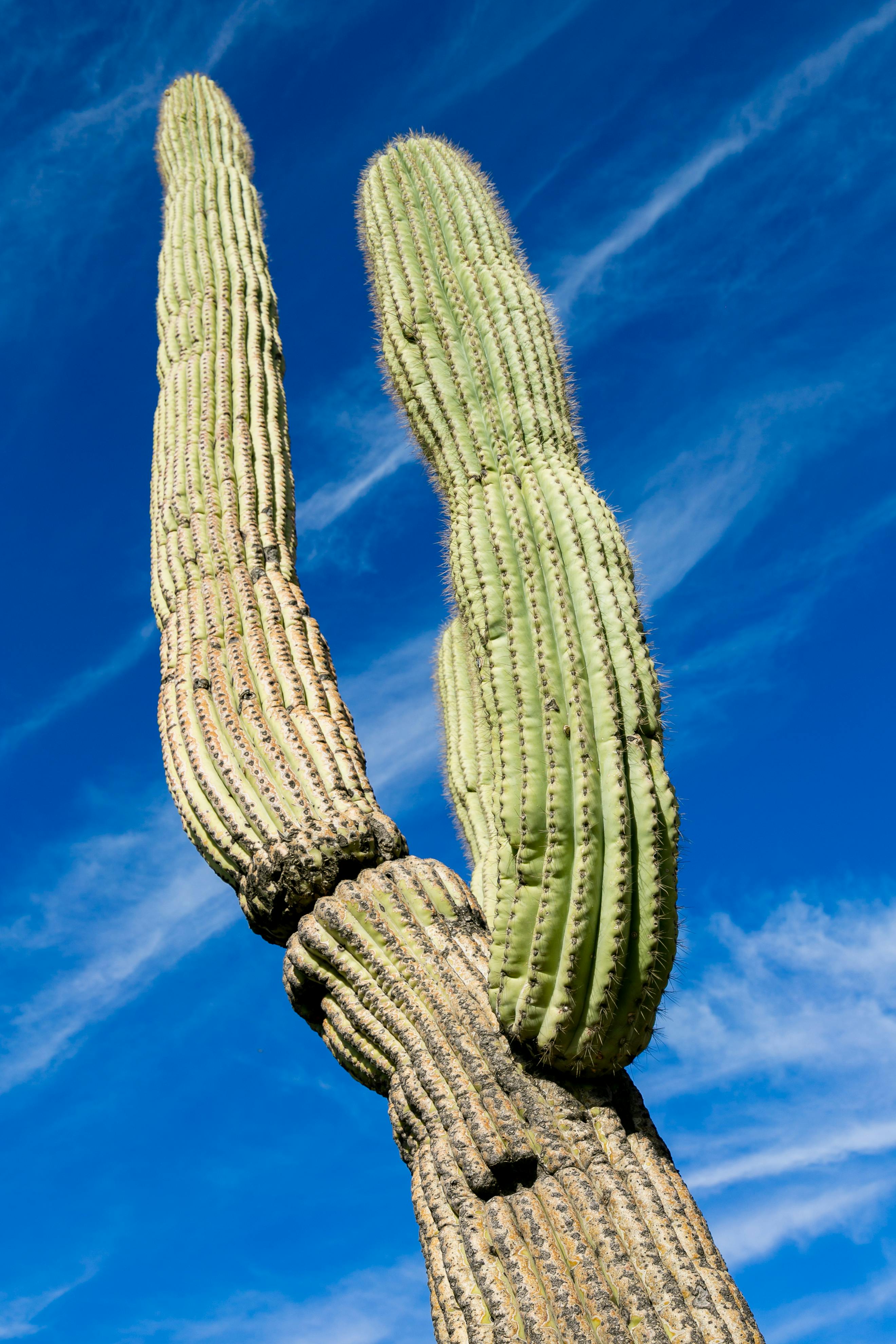 Close up of Cactus Plants · Free Stock Photo