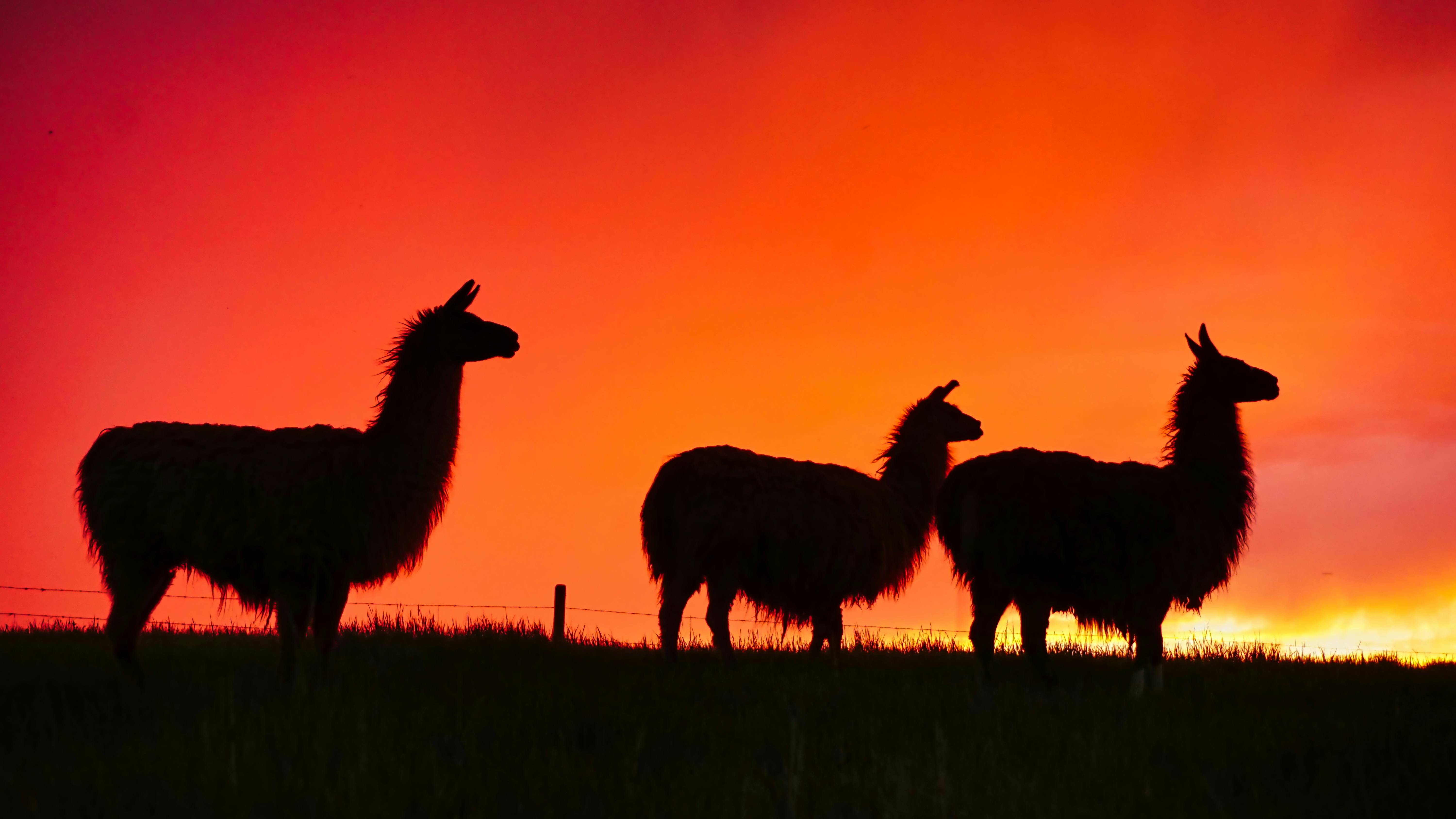 Silhouette of Llamas at Sunset · Free Stock Photo