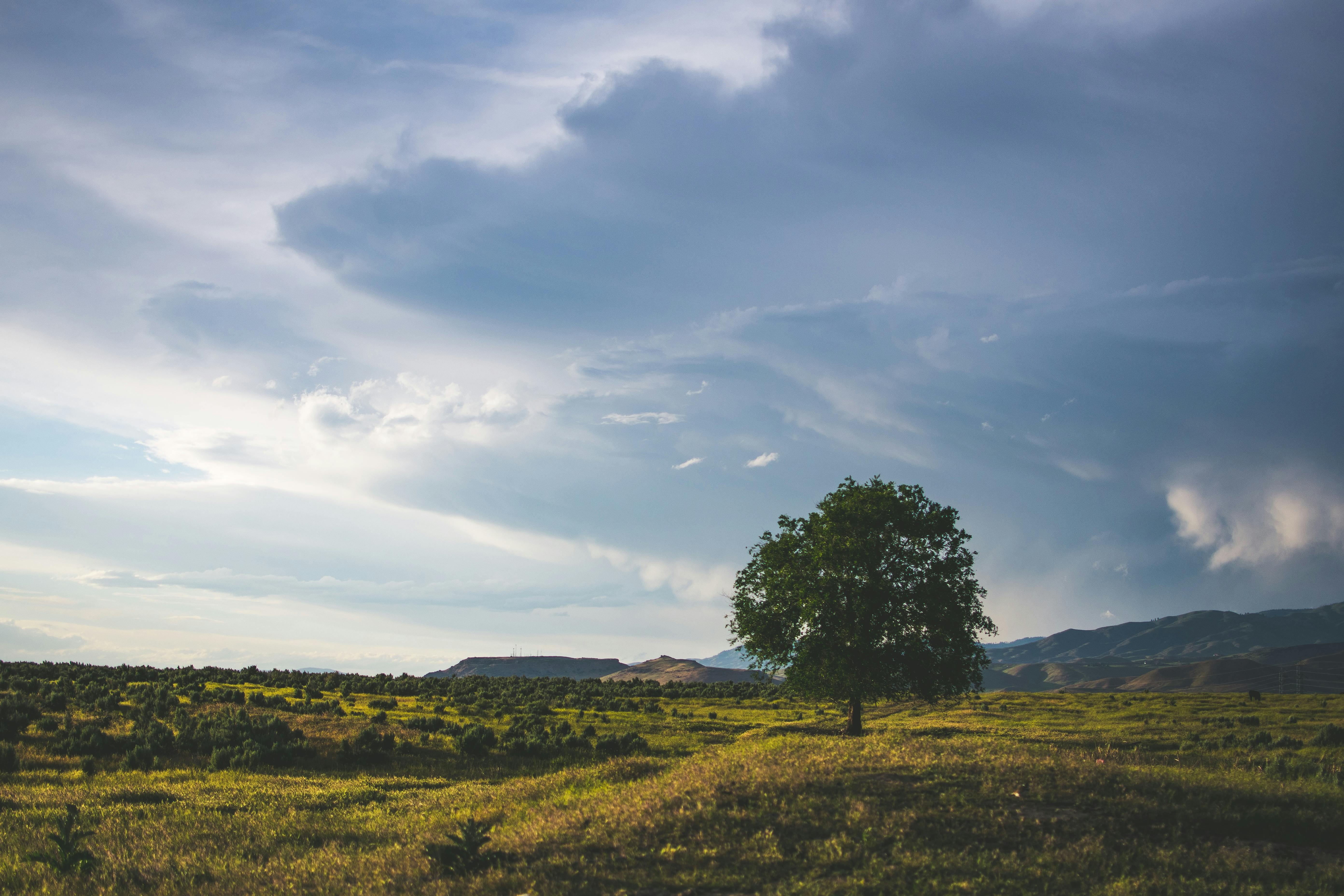 Grass Field · Free Stock Photo