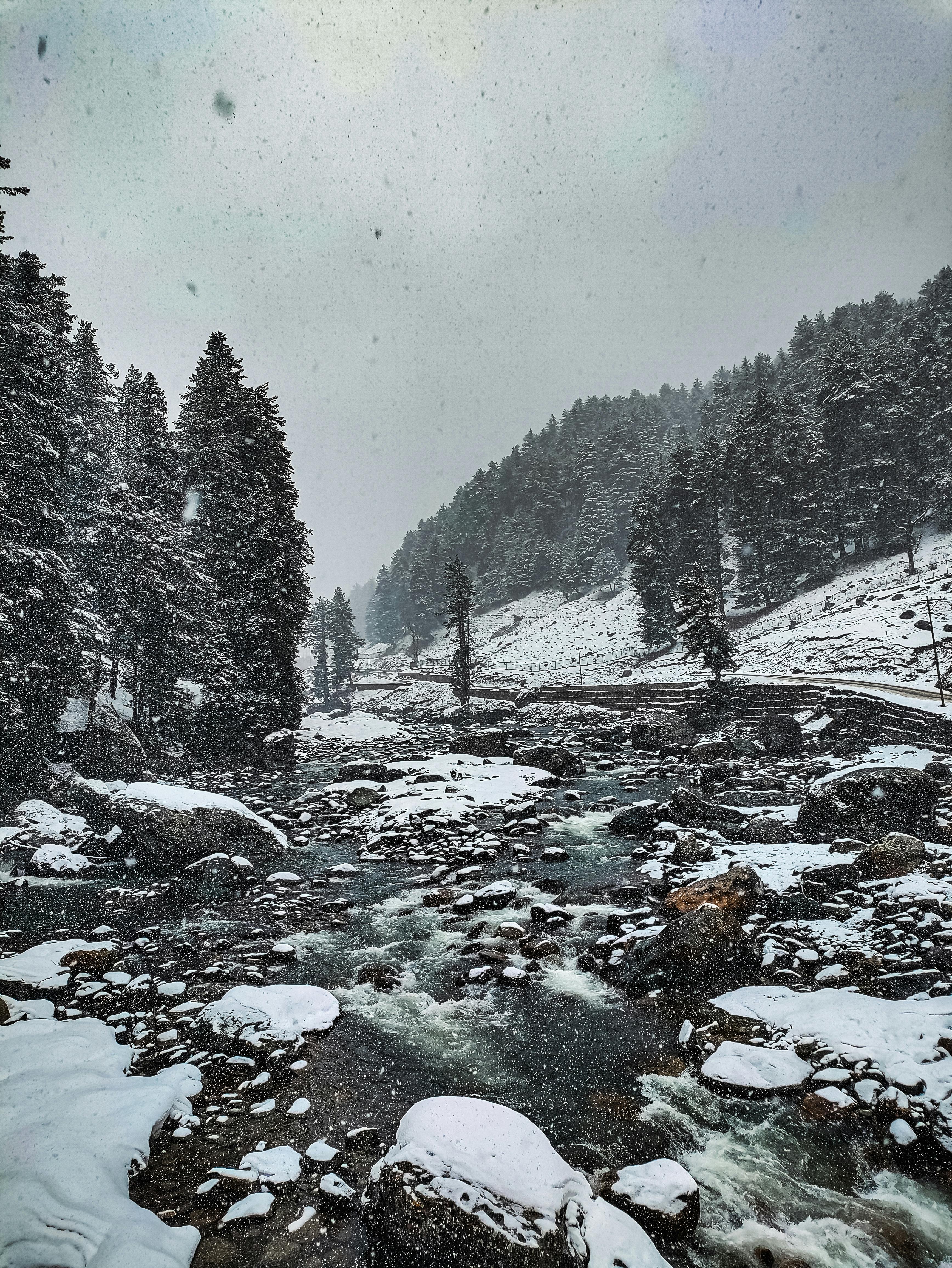 Grayscale Photography of a Snow Covered Forest · Free Stock Photo