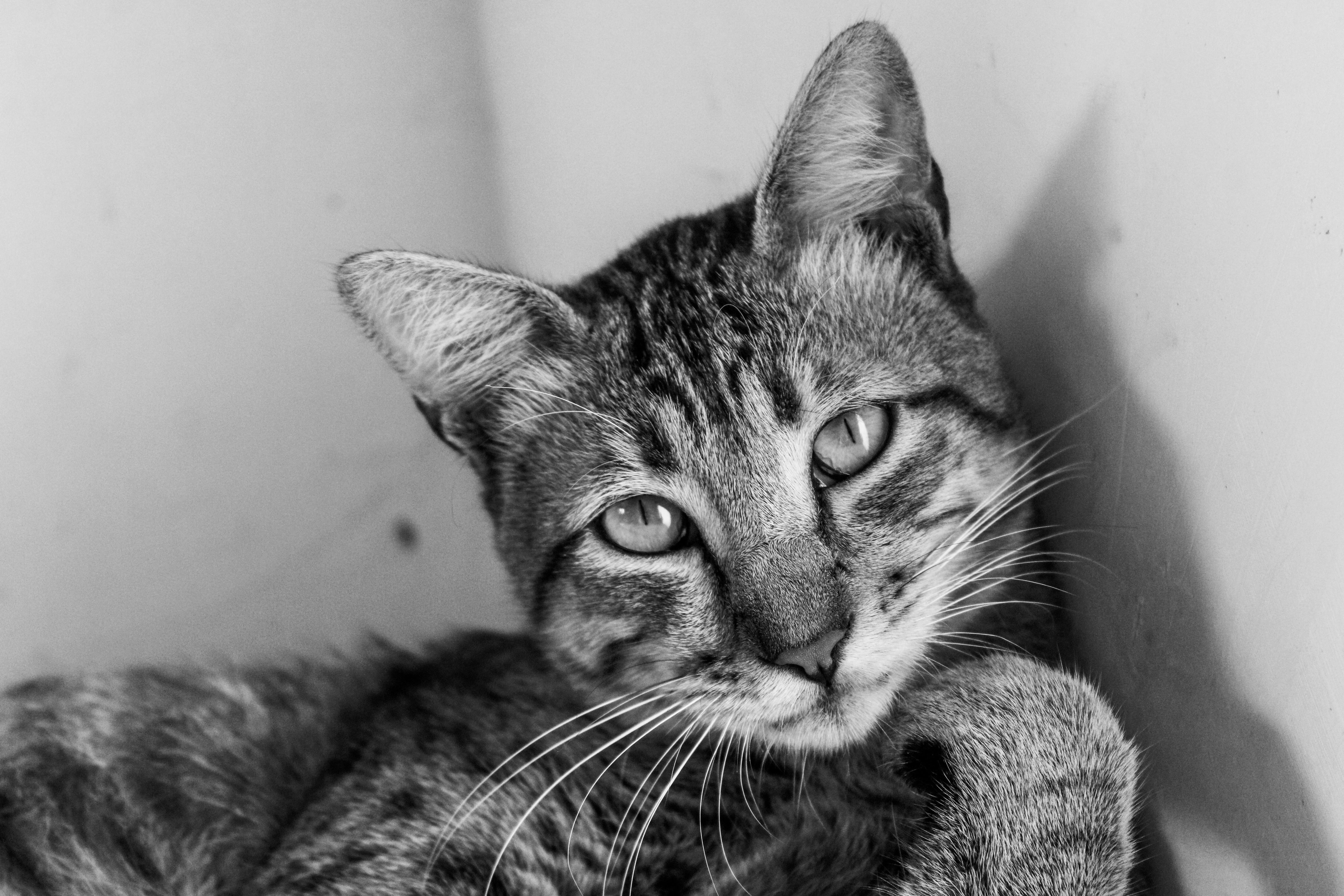 Grayscale Photo of a Tiger · Free Stock Photo