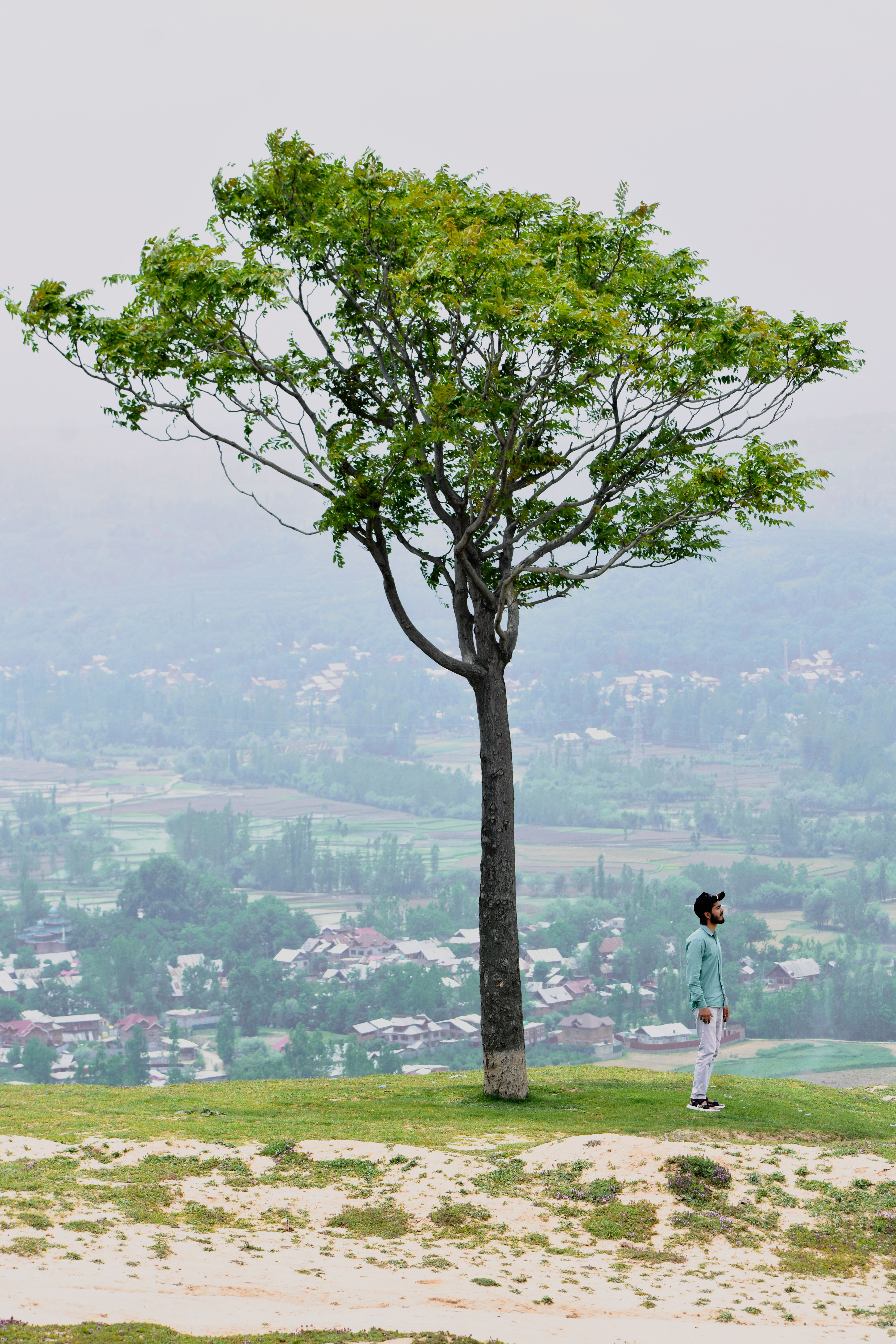 Man Standing under the Green Tree · Free Stock Photo