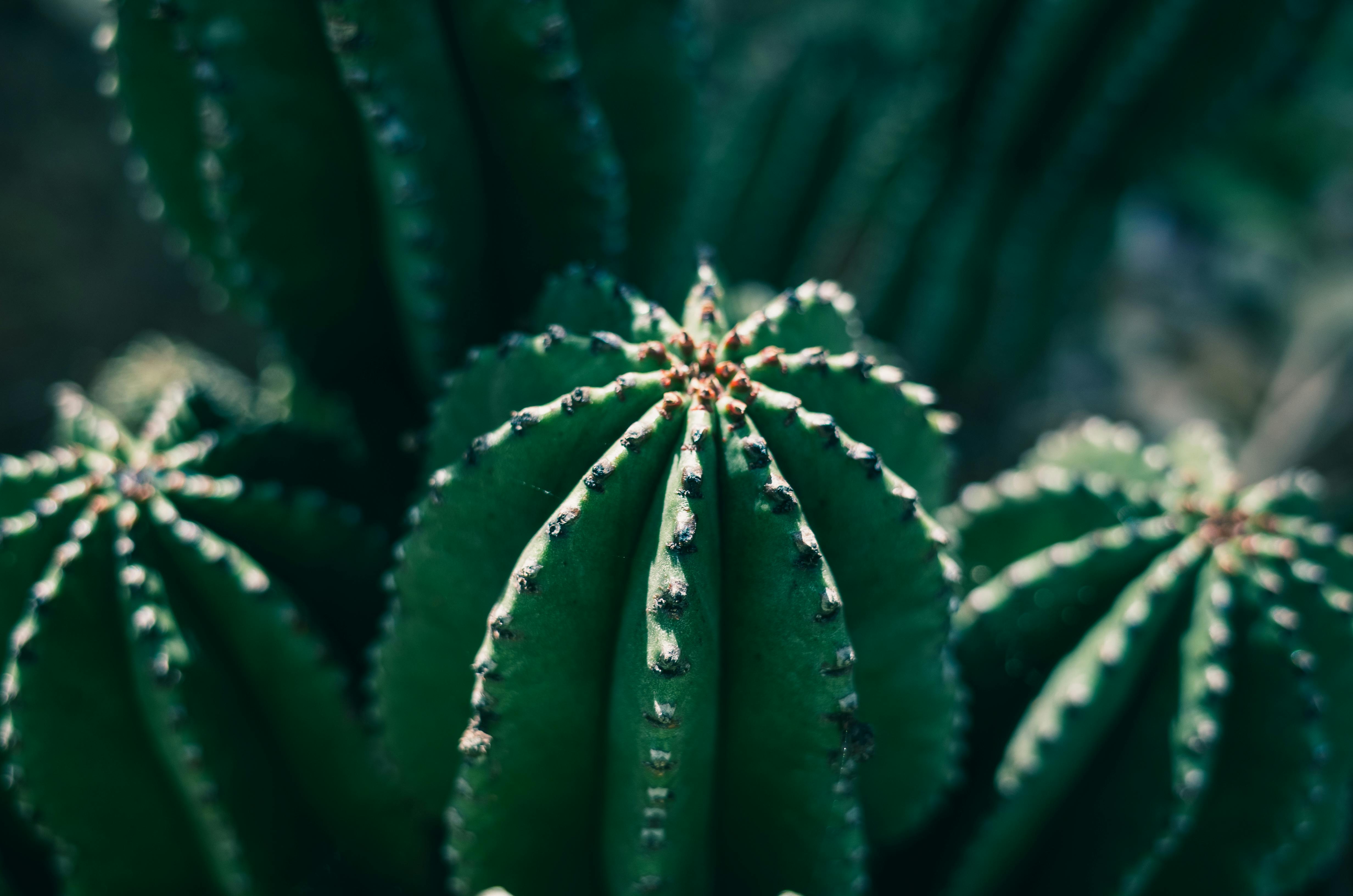 Green Cacti in Blurred Background · Free Stock Photo
