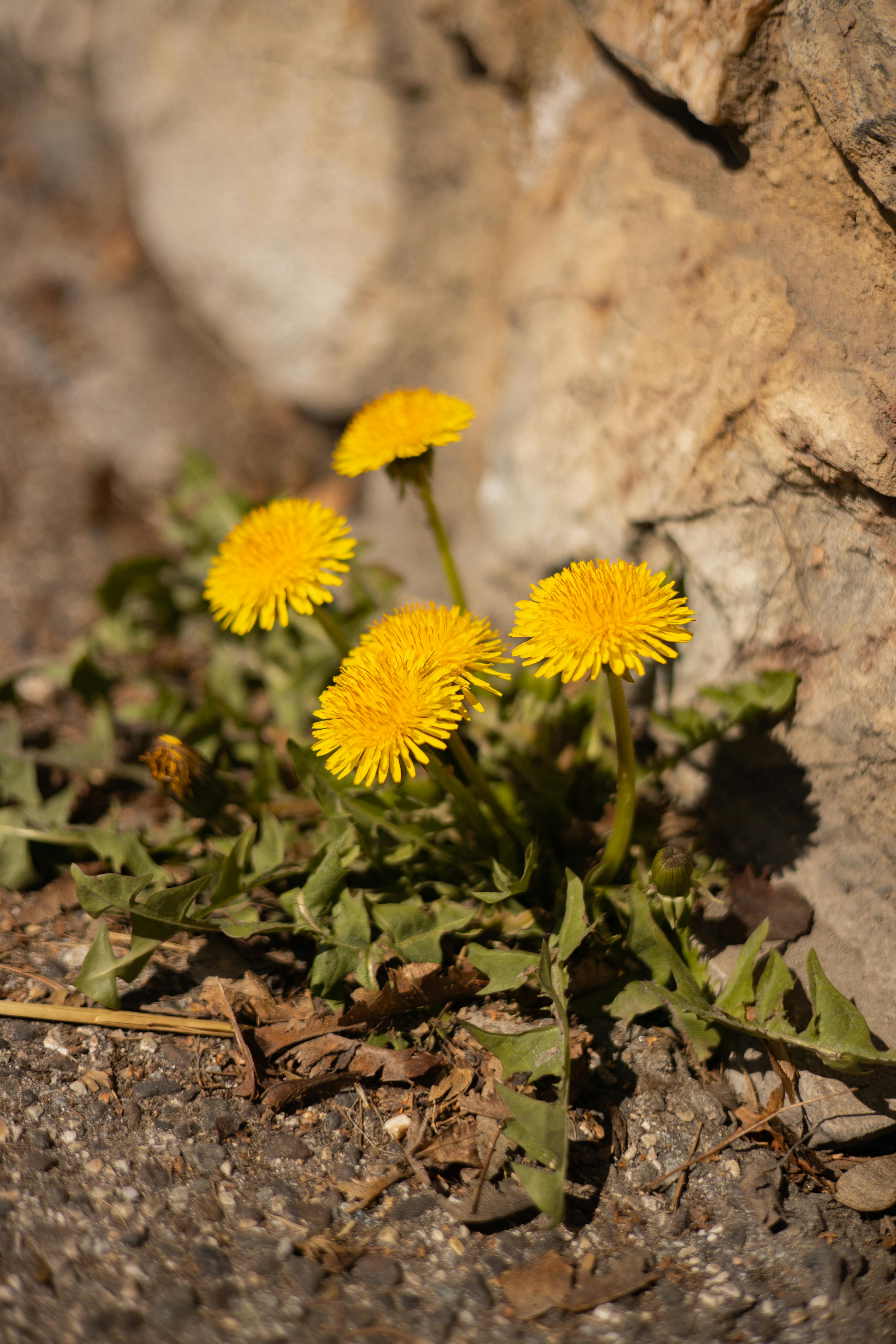 Dandelions Growing on Pavement · Free Stock Photo