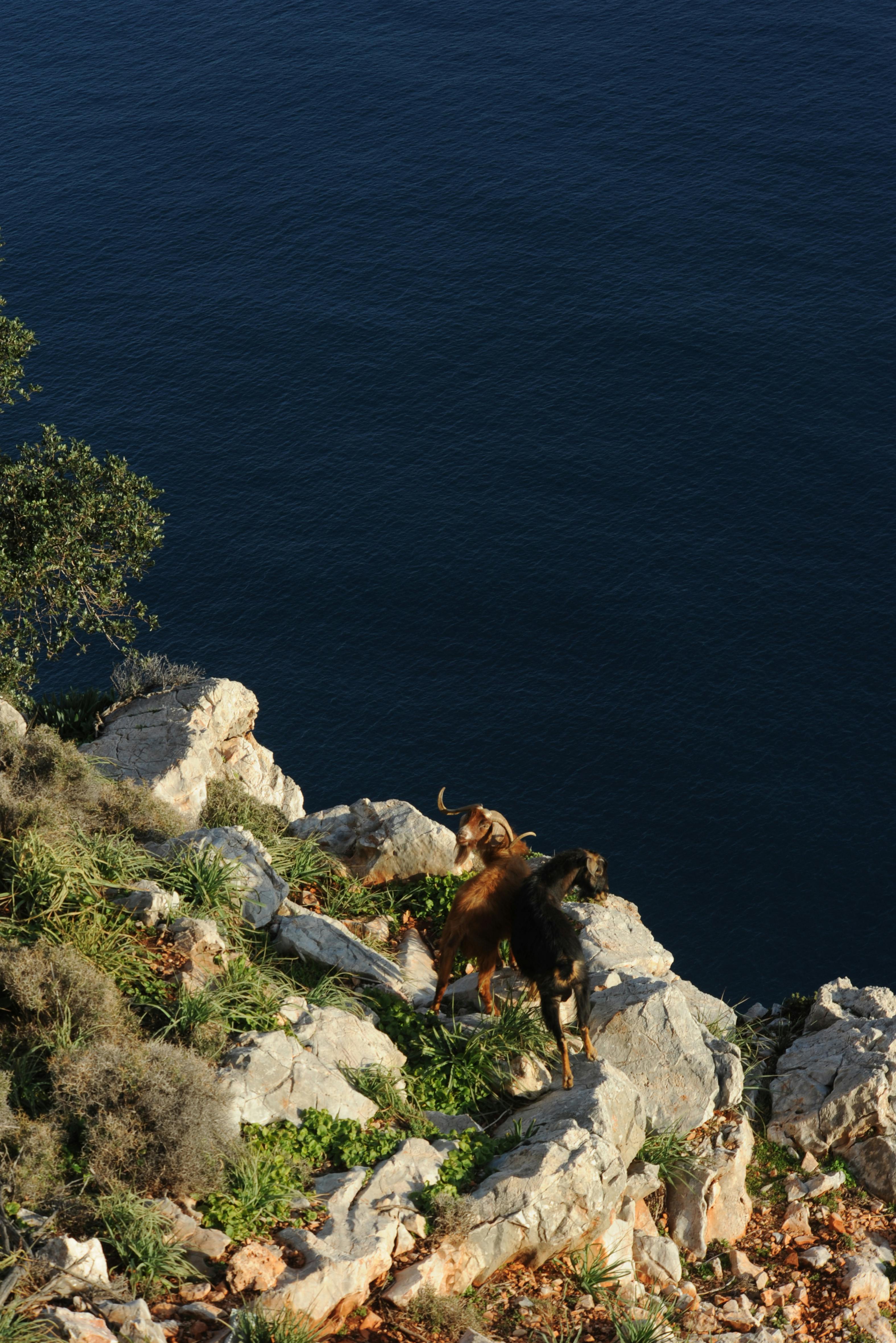 Goats on Cliff near Water · Free Stock Photo