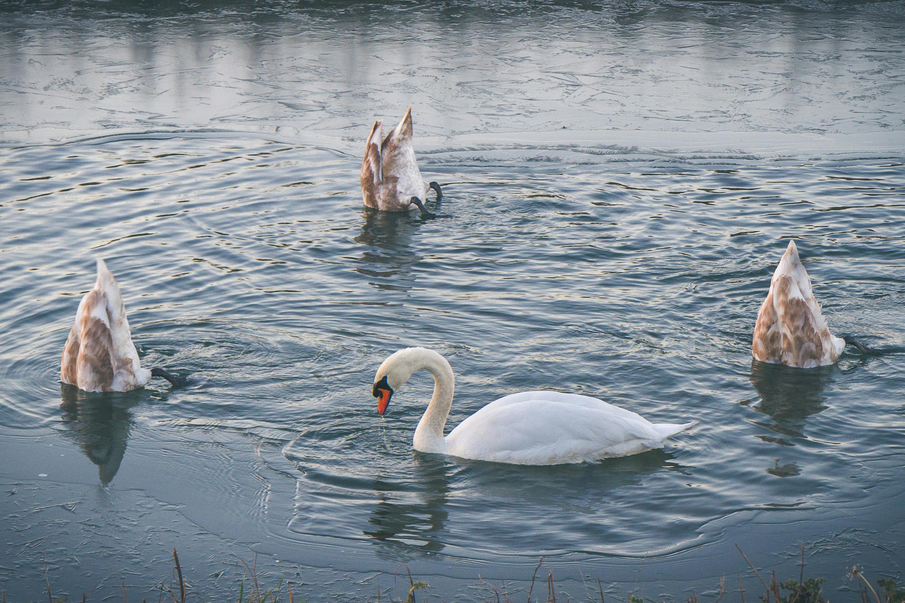 White Swan in Water · Free Stock Photo