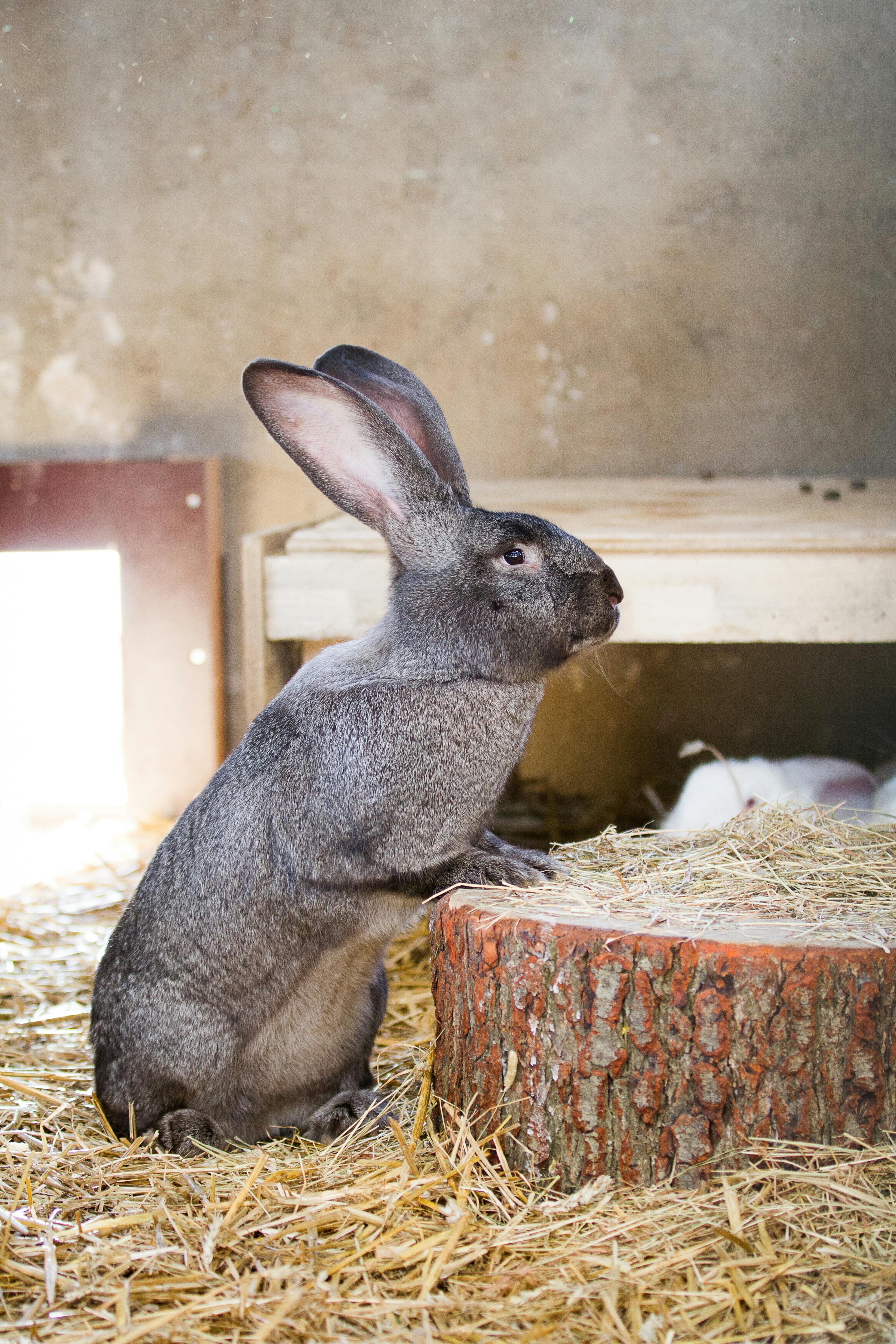 Gray Giant Rabbit near the Tree Stump · Free Stock Photo