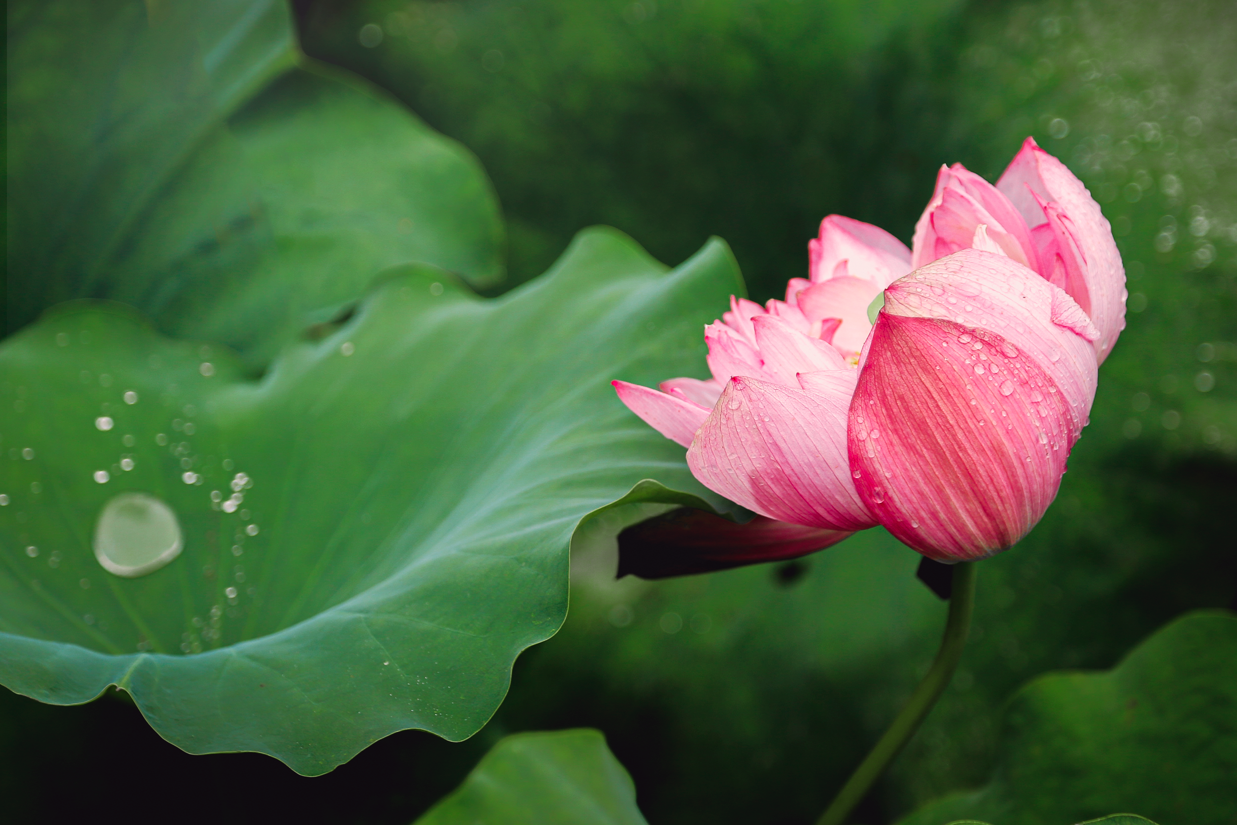 Lotus Floer Picture Photos, Download The BEST Free Lotus Floer Picture ...