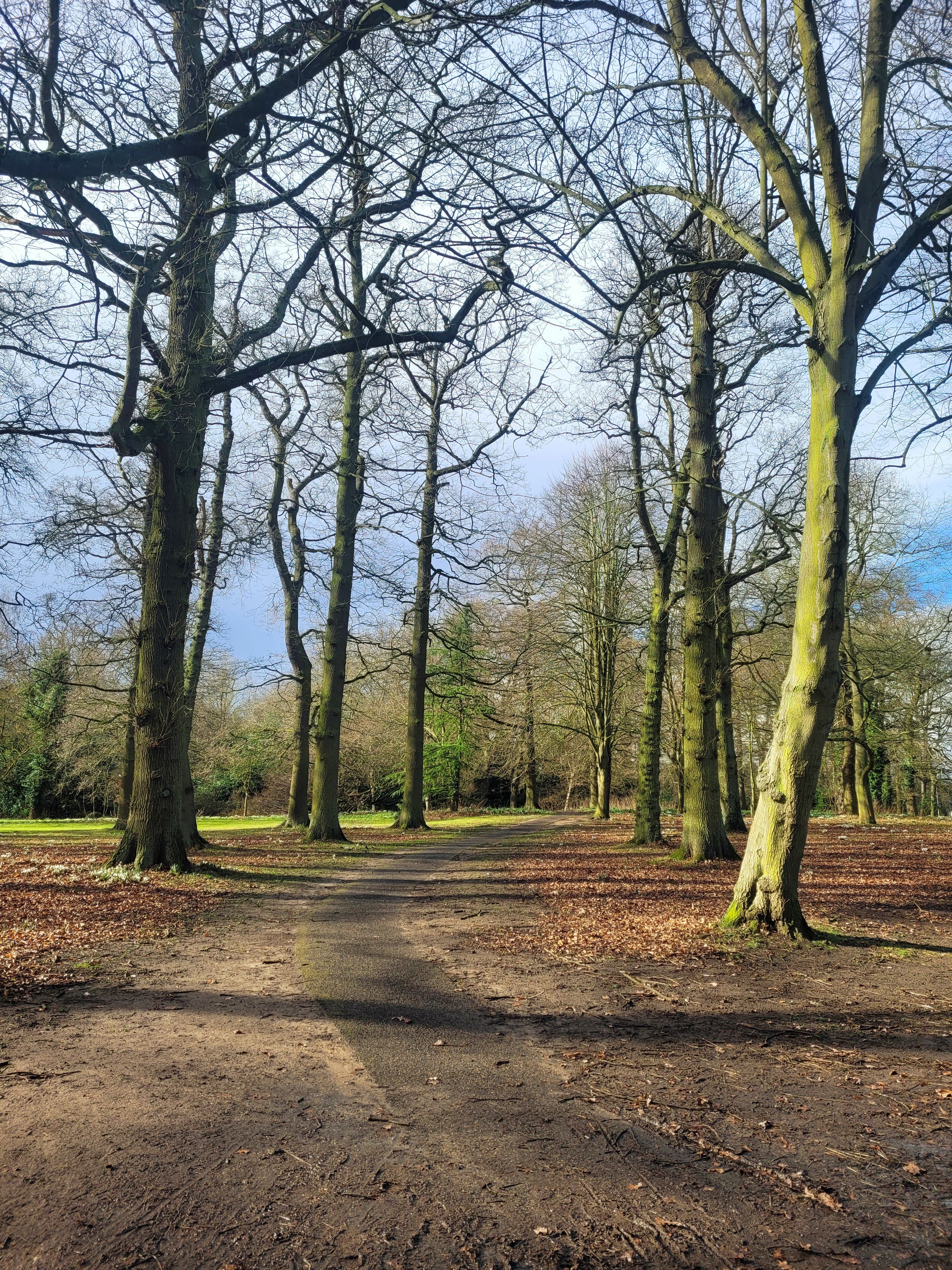 An Unpaved Pathway Between Bare Trees · Free Stock Photo