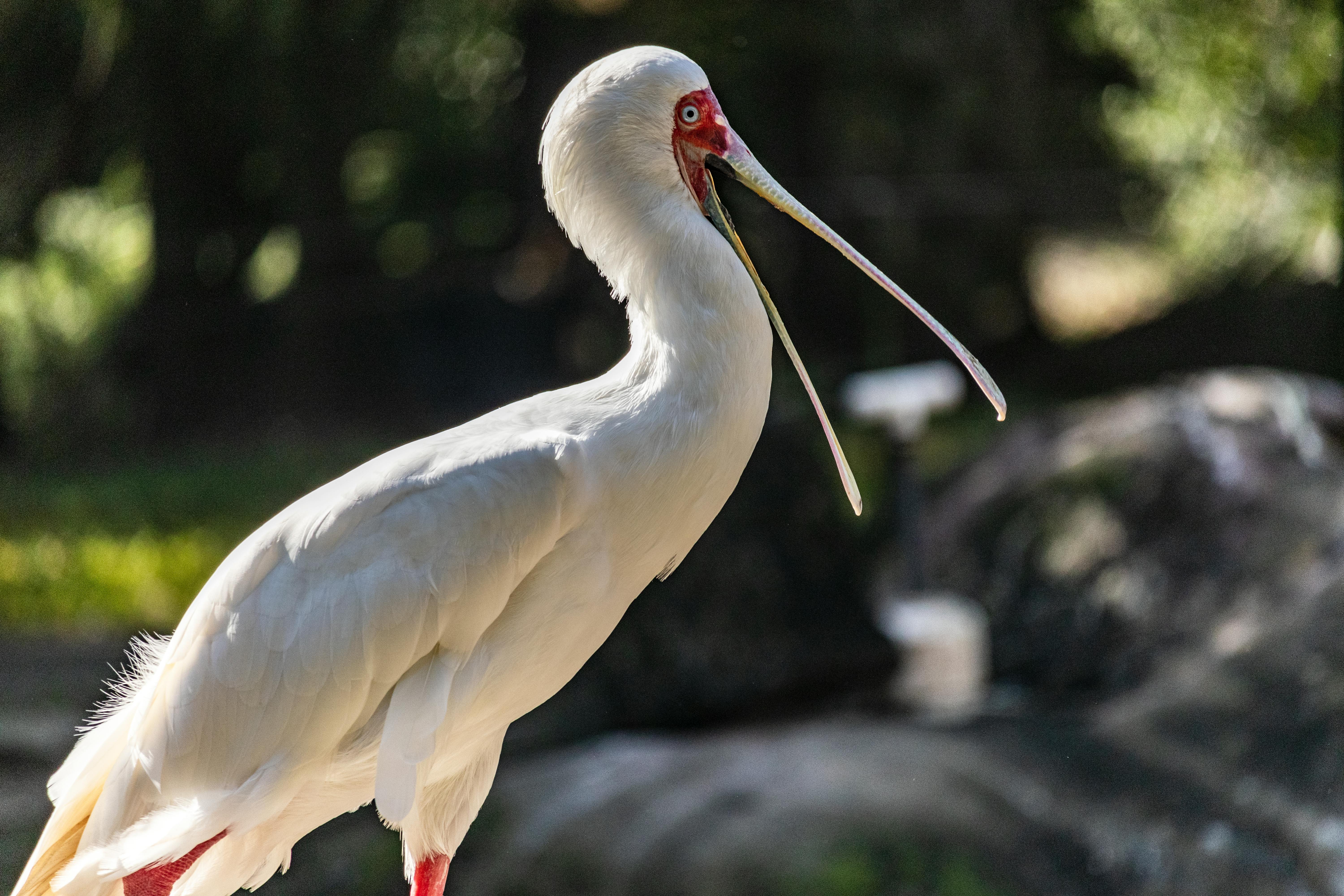 Photo of Roseate Spoonbill in Nature · Free Stock Photo