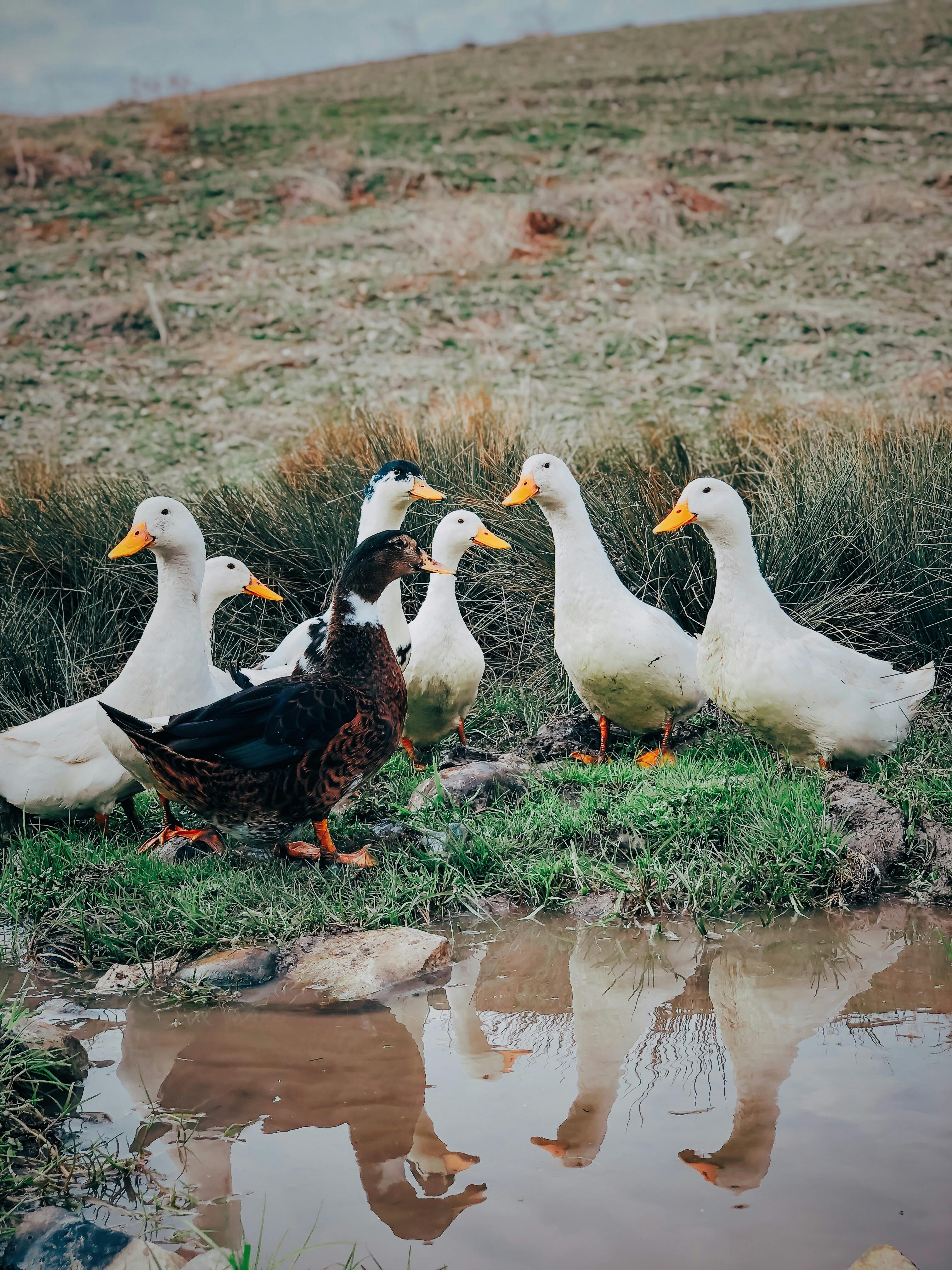 Domesticated Ducks Sitting by Puddle · Free Stock Photo