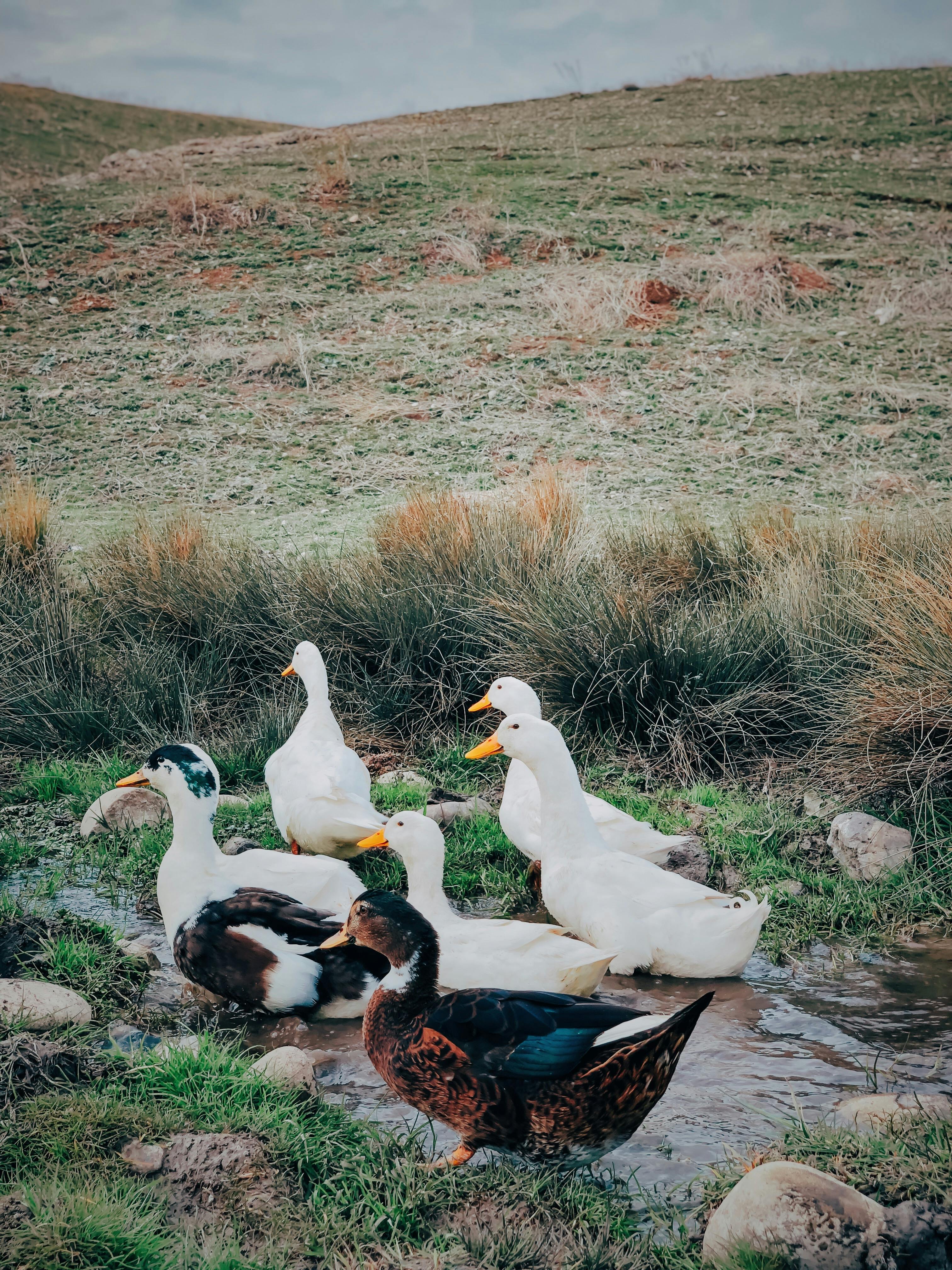 Close up of Ducks · Free Stock Photo