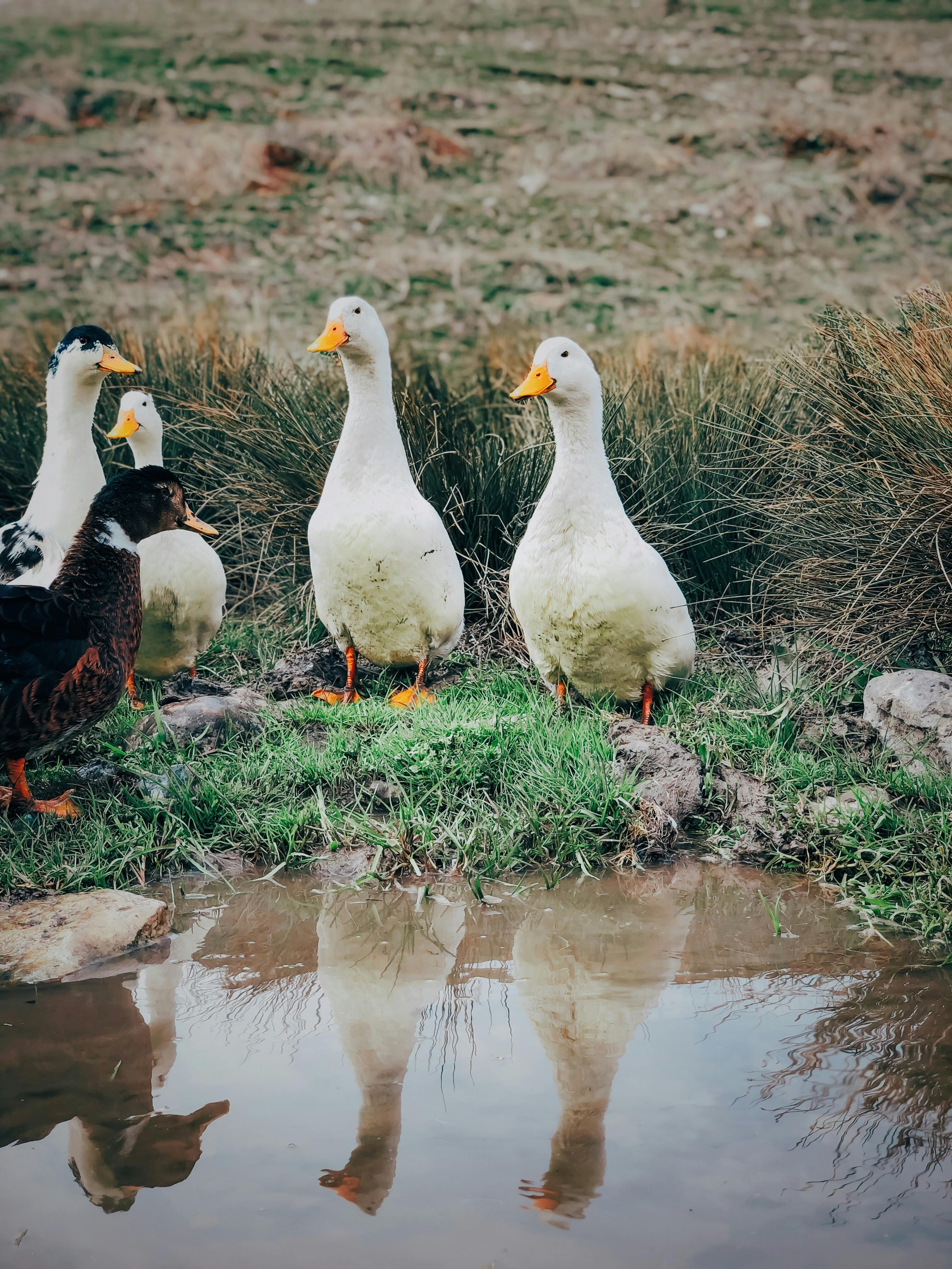 Woman Feeding Duck · Free Stock Photo