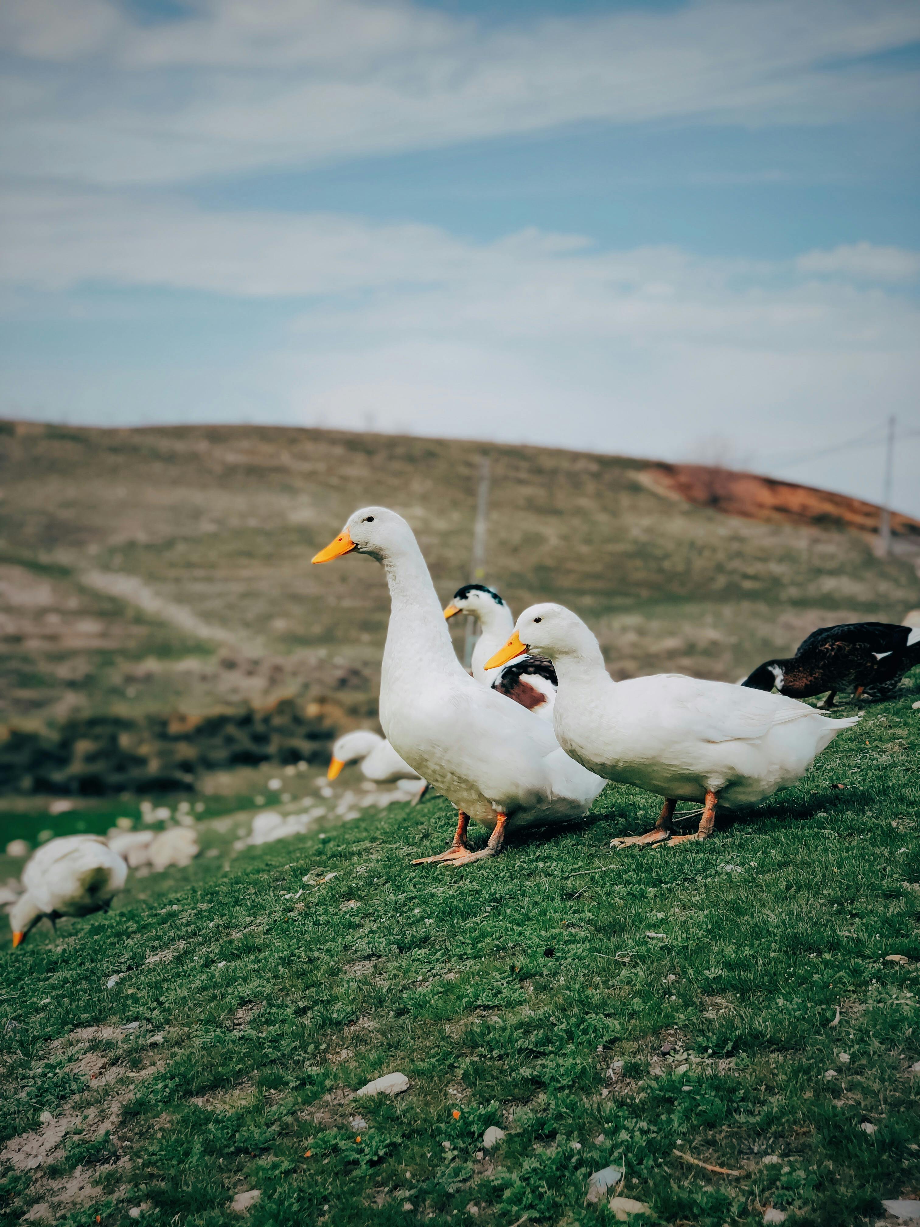 Geese Walking on Road in Countryside · Free Stock Photo