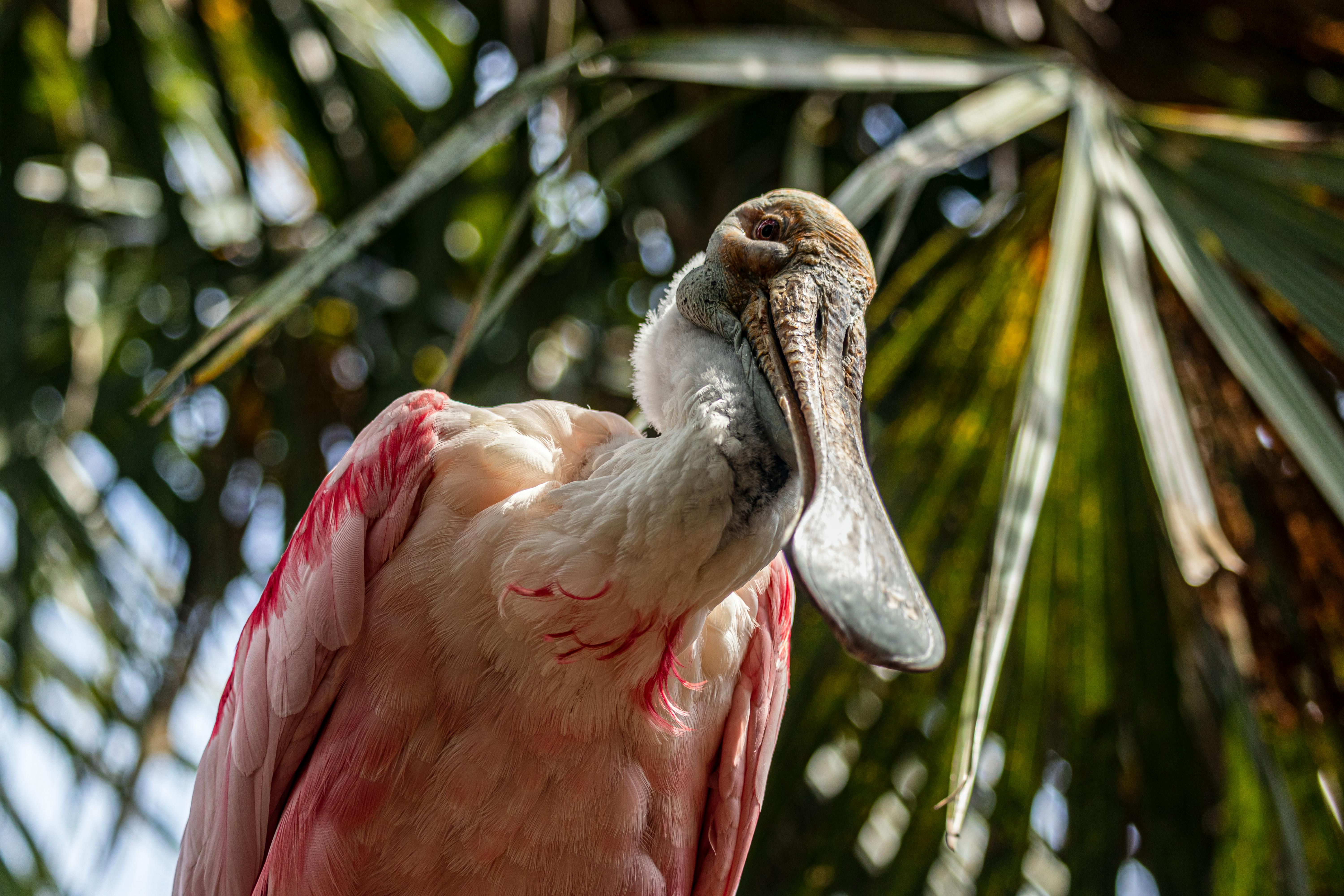 Portrait of Spoonbill · Free Stock Photo