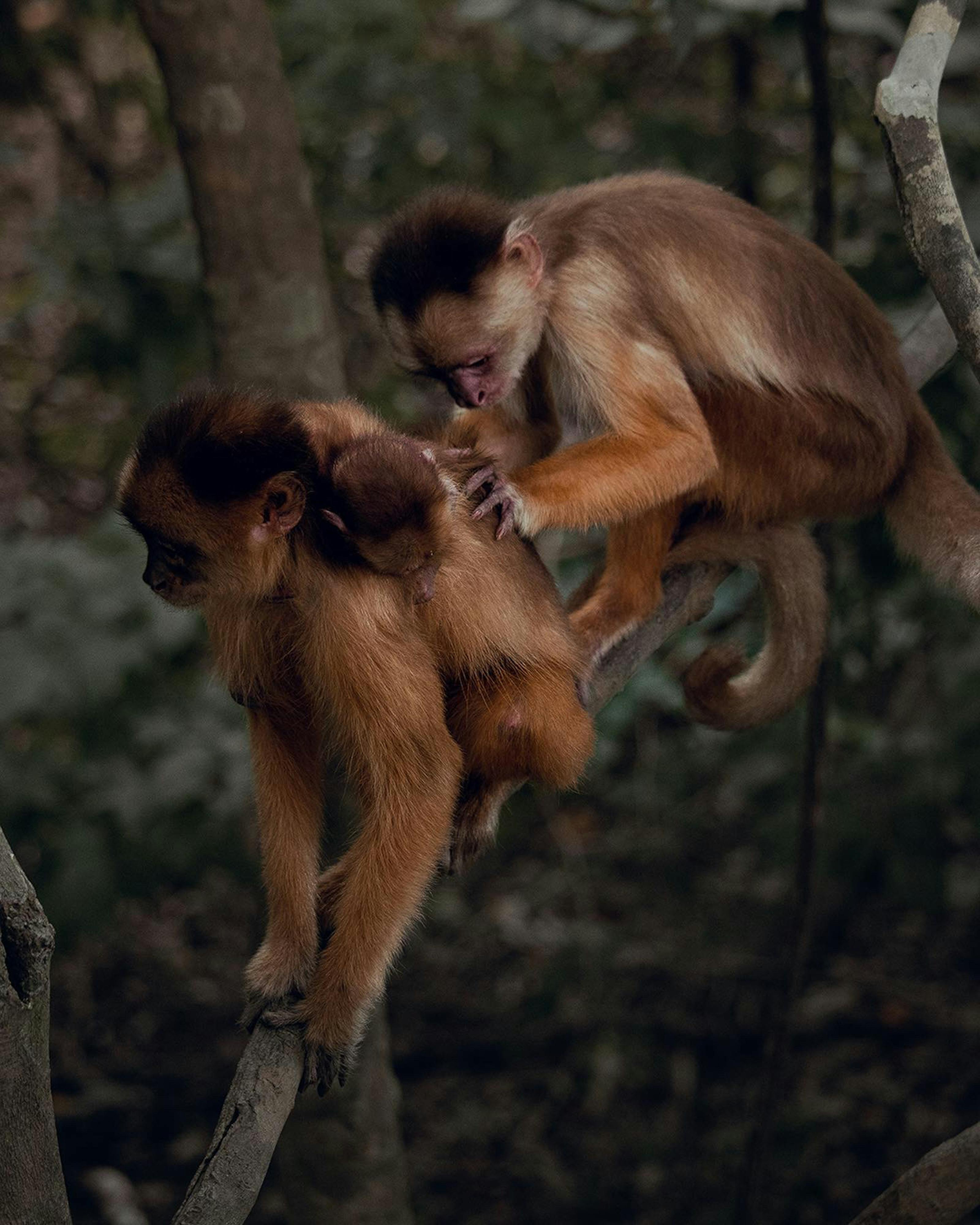 Brown Monkeys Photos, Download The BEST Free Brown Monkeys Stock Photos ...