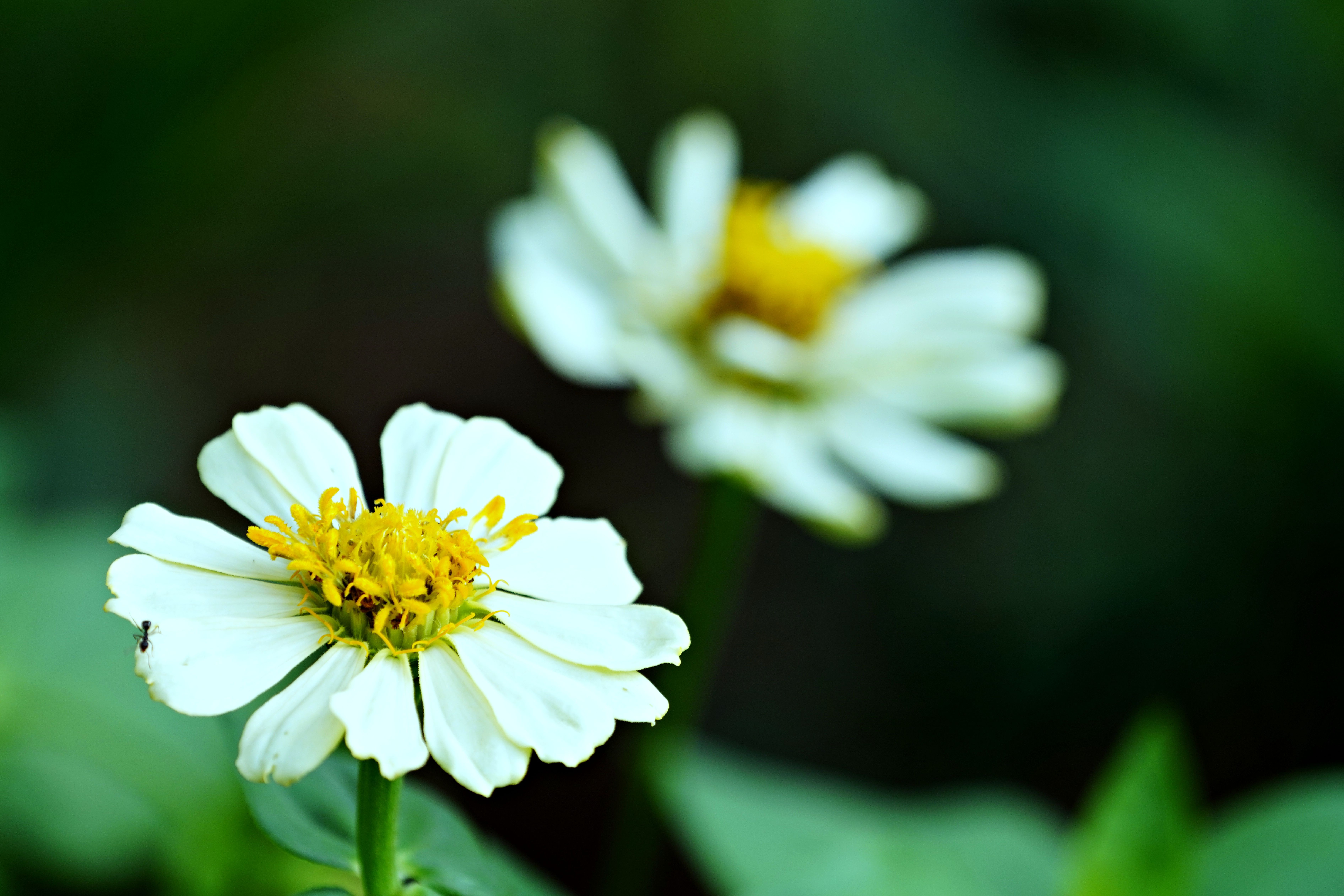 Ant On Flower Photos, Download The BEST Free Ant On Flower Stock Photos ...