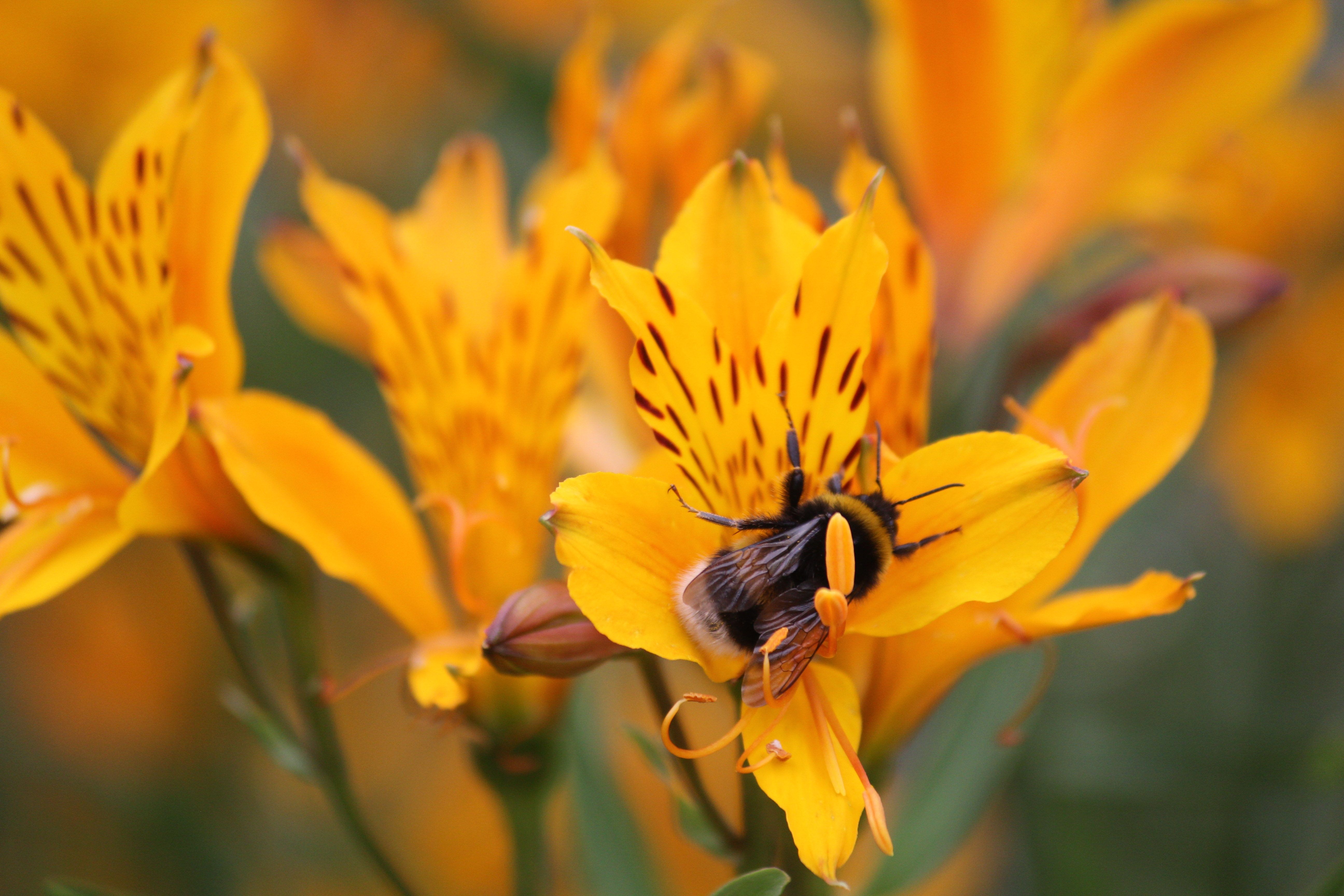 Lily Bee Photos, Download The BEST Free Lily Bee Stock Photos & HD Images