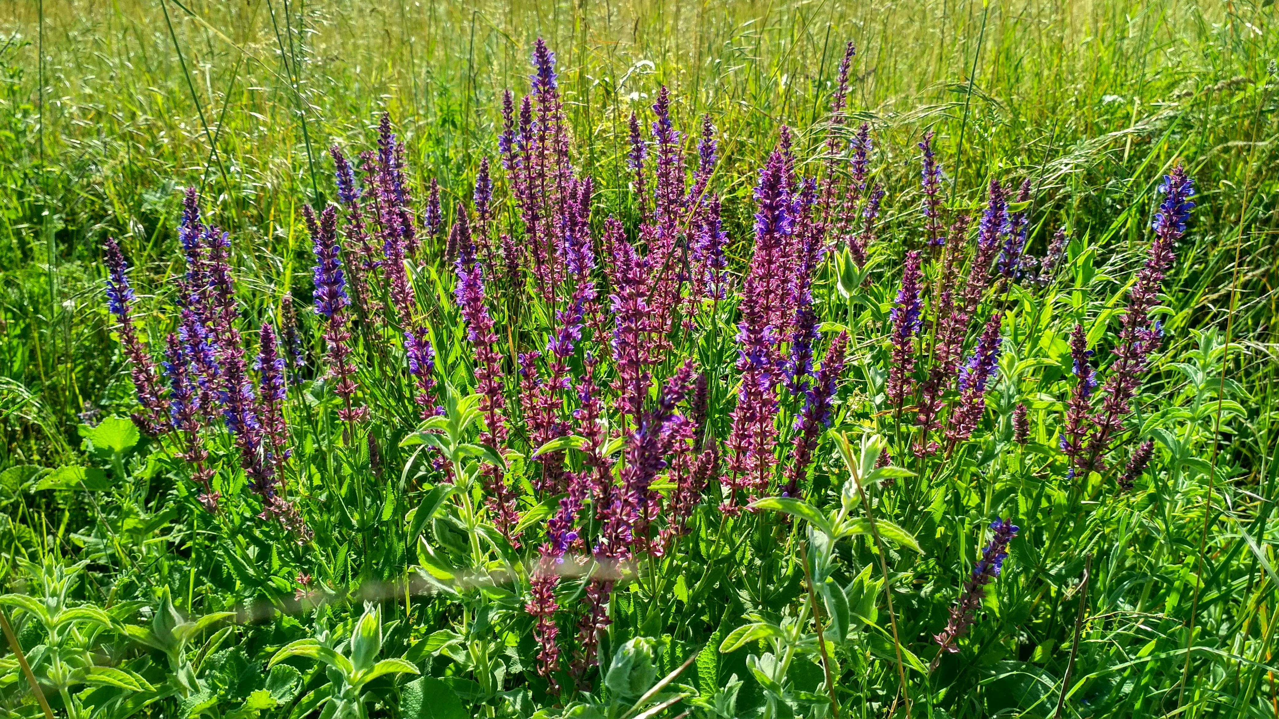 Flambo · Fotografia