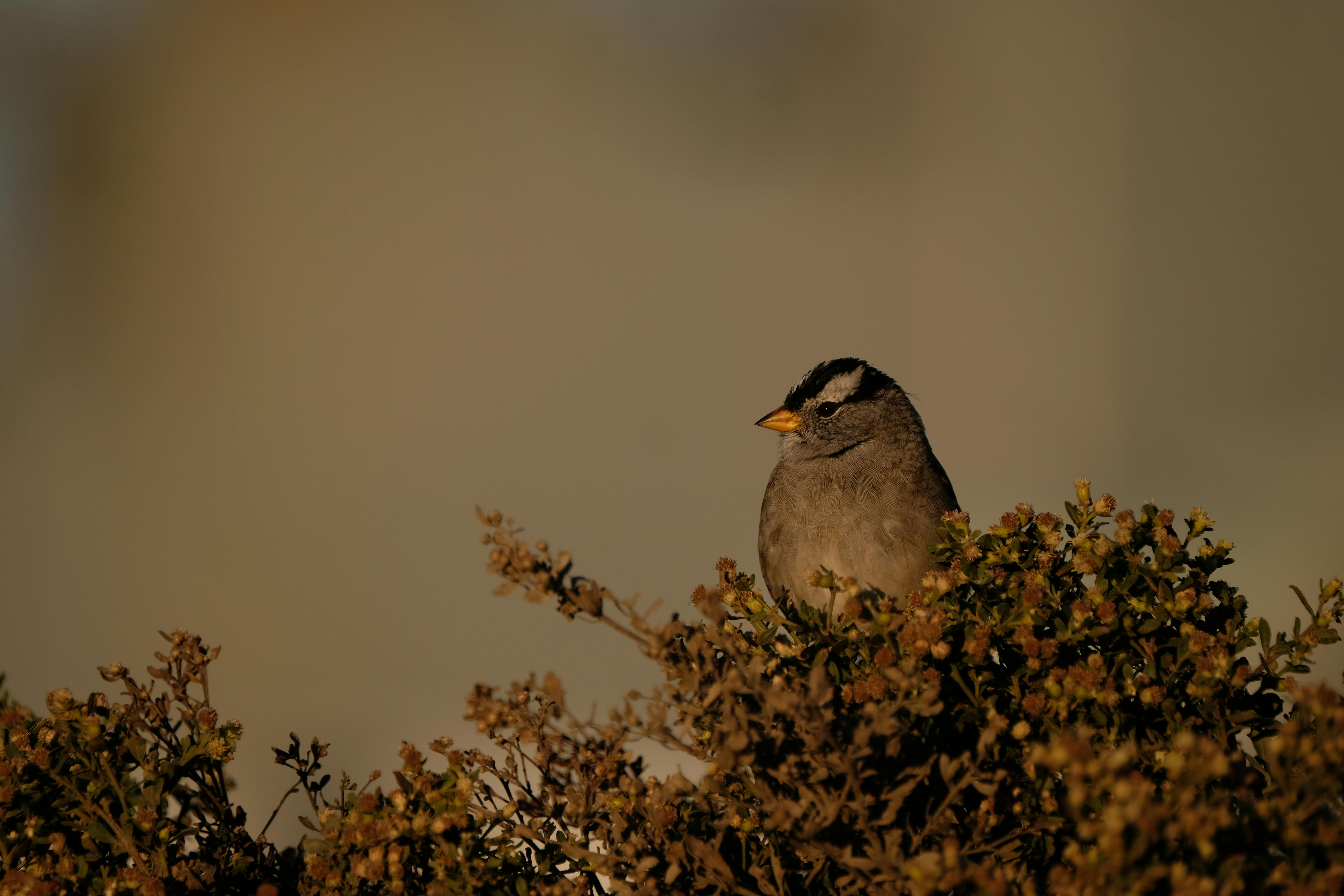 Best Dignity Photos · 100% Free Download · Pexels Stock Photos
