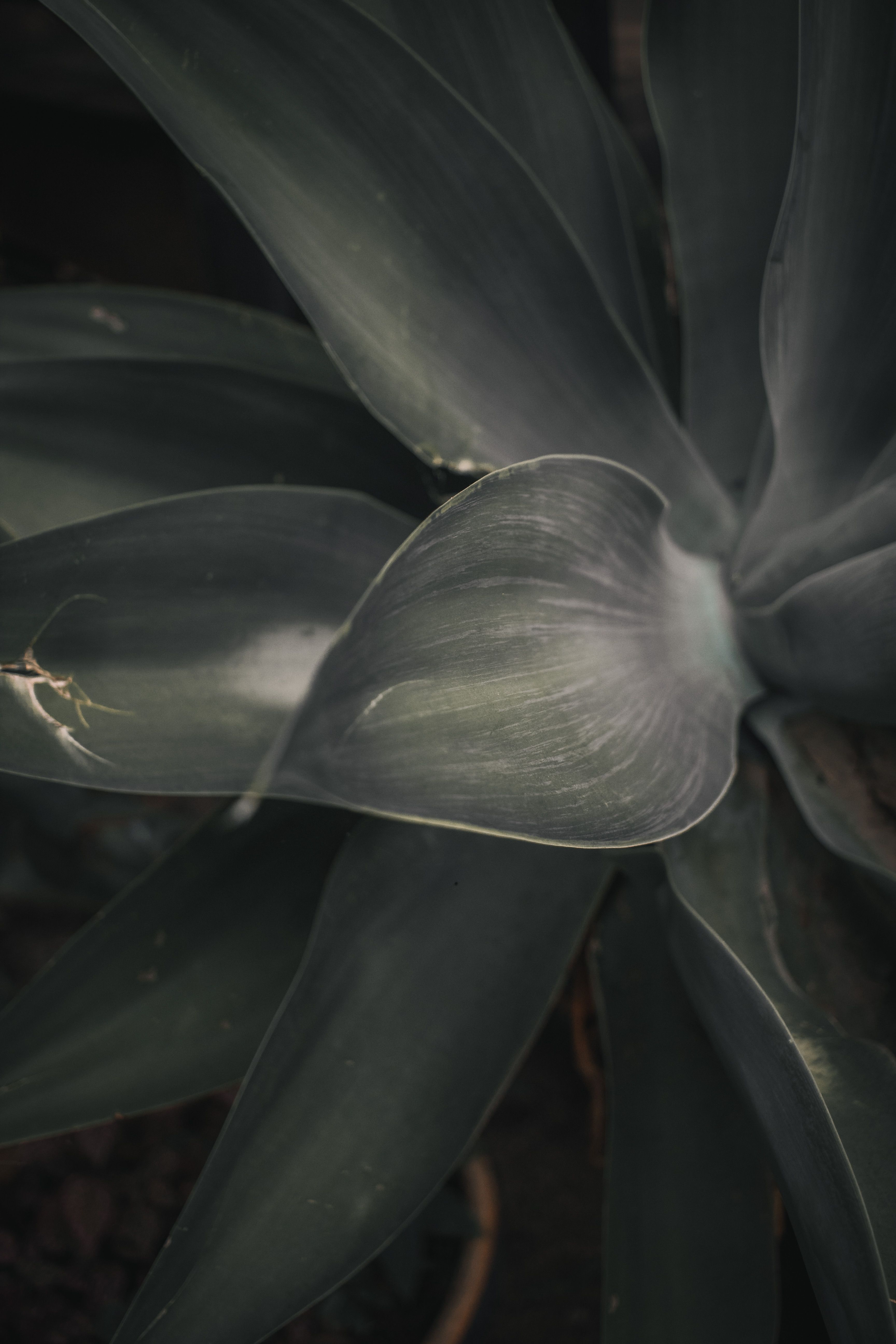 Close-Up Photography of Agave Plant · Free Stock Photo