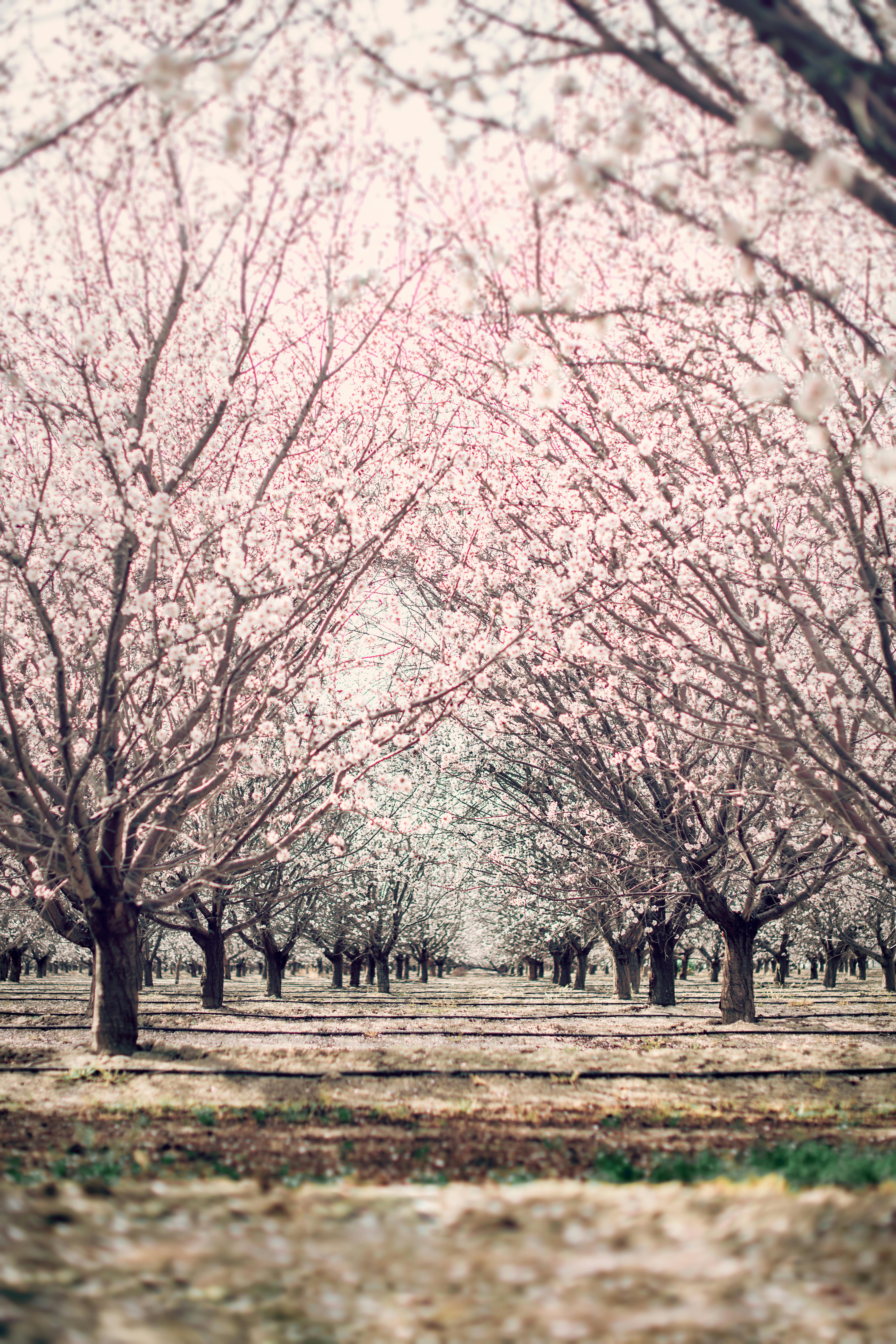 Trees with Pink Flowers on the Field · Free Stock Photo