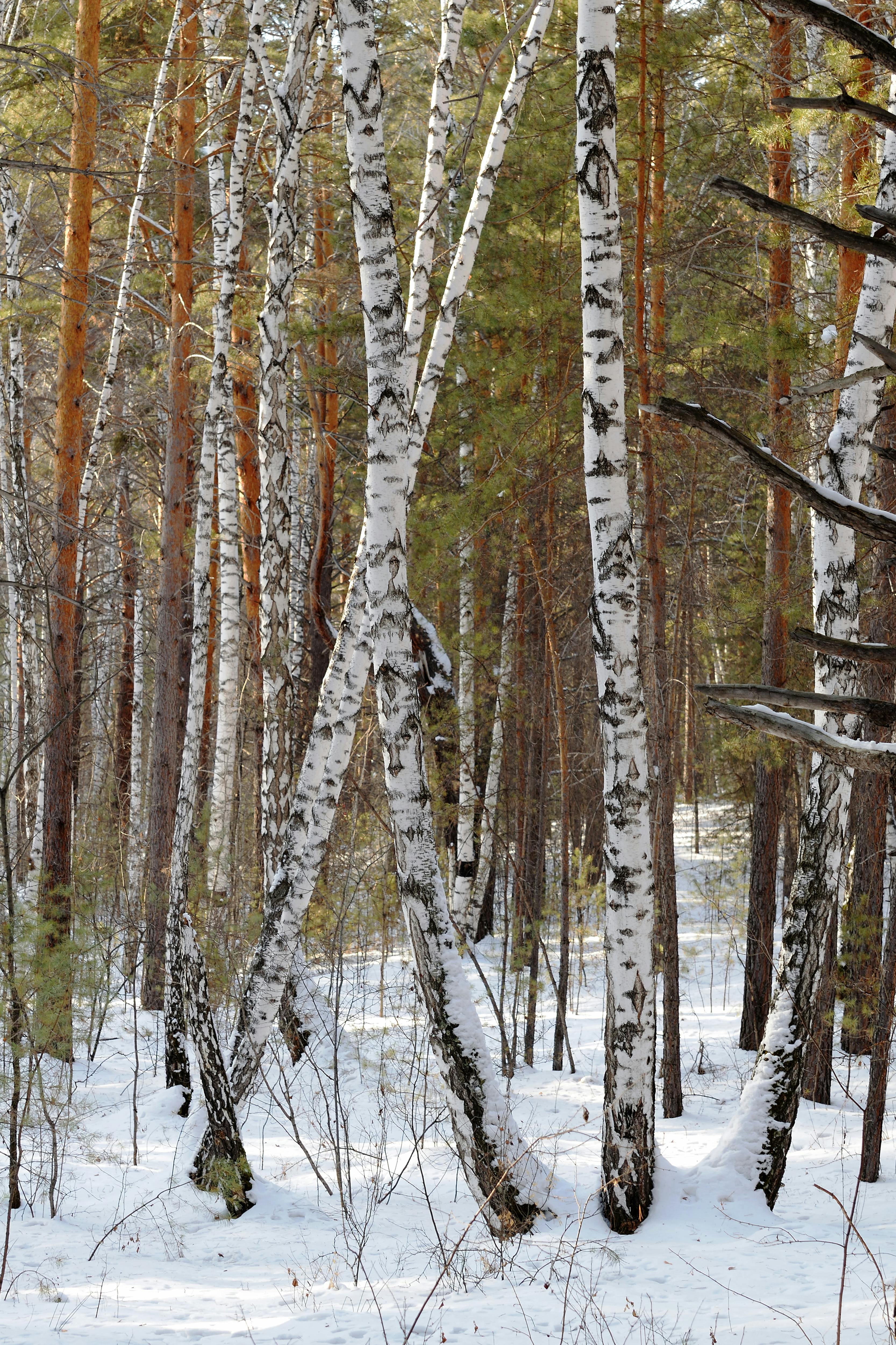 Brown Tree Trunks on Snow Covered Ground · Free Stock Photo