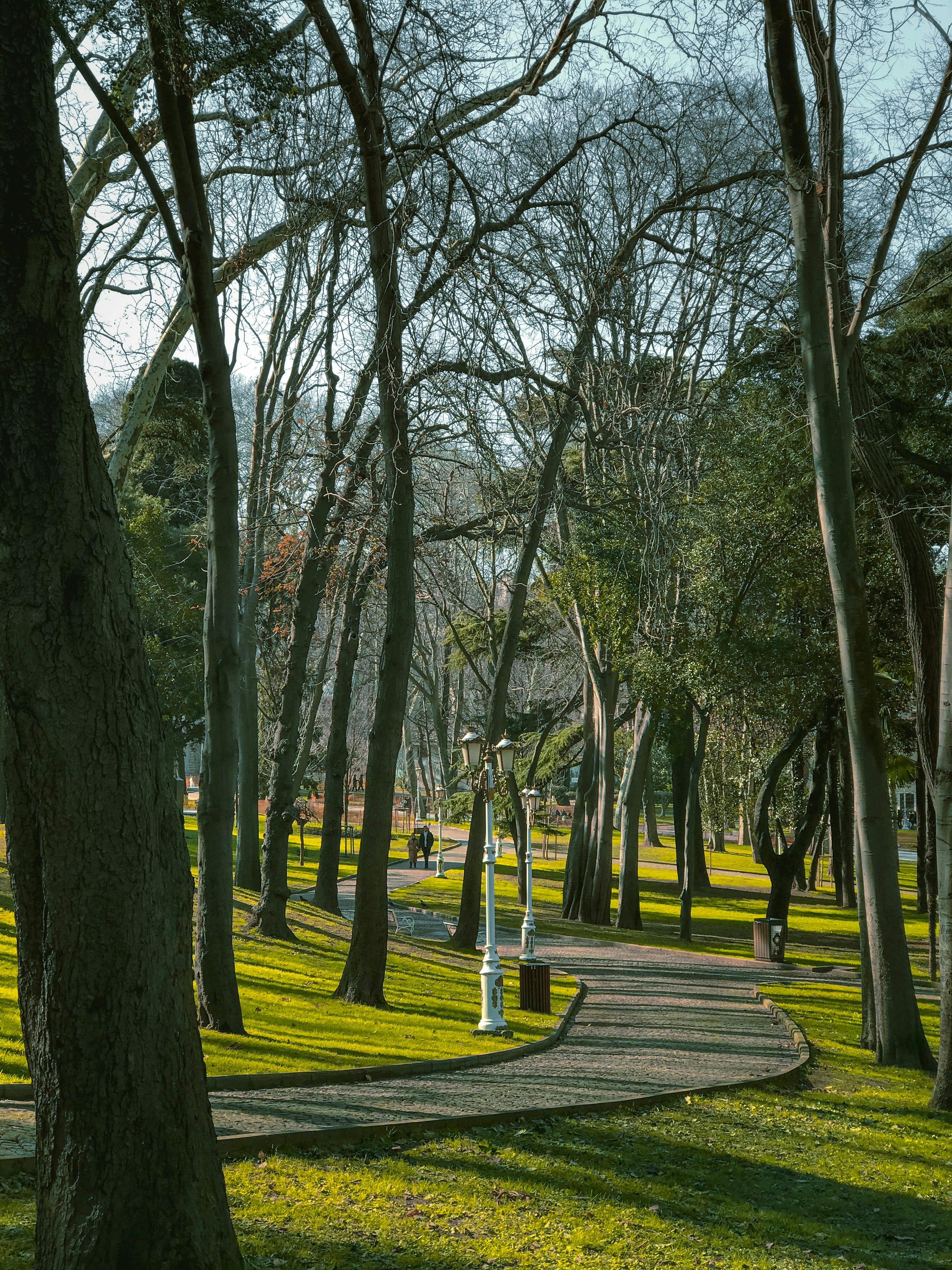Gray Concrete Pathway Between Green Trees · Free Stock Photo