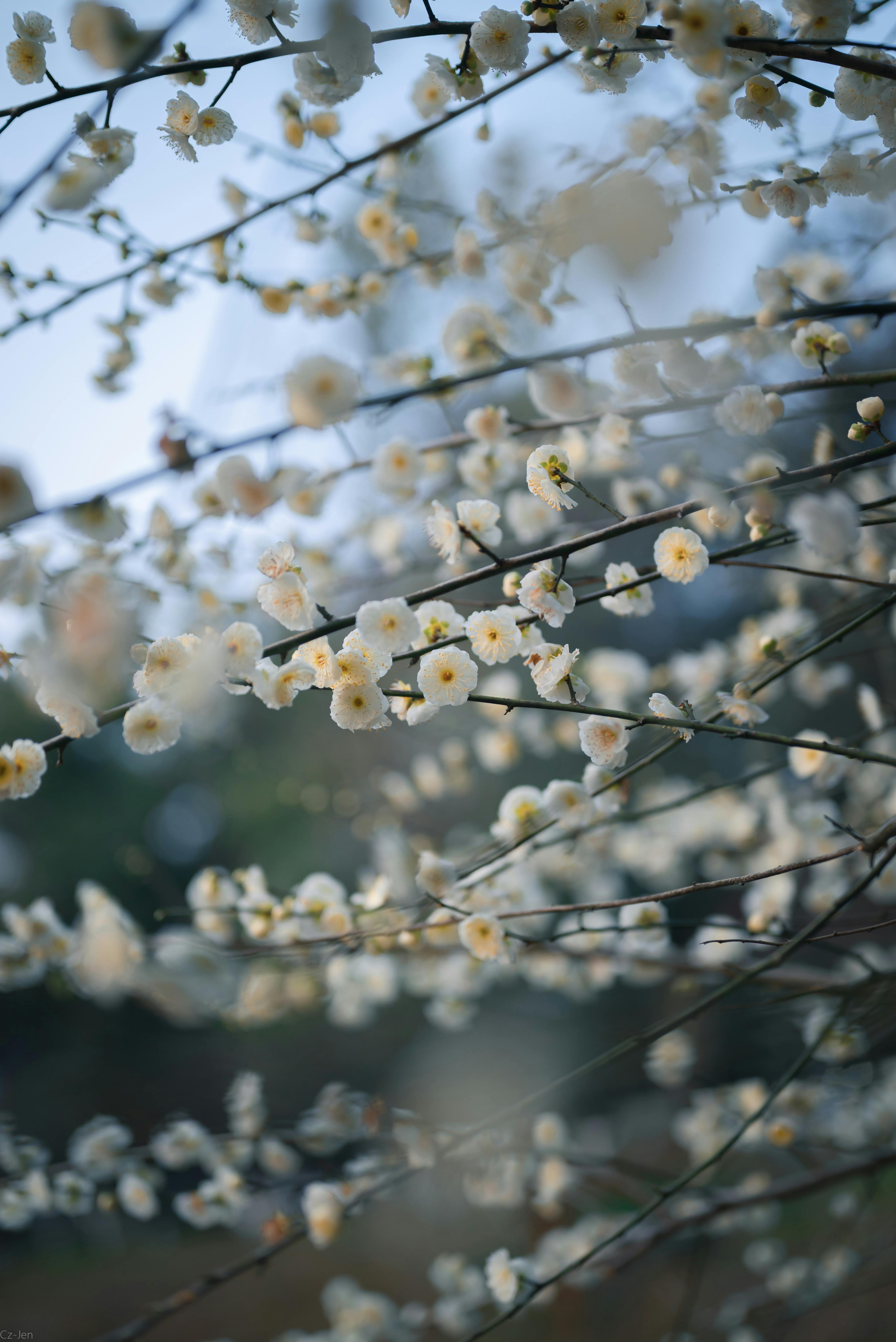 White Blossoms on Branches · Free Stock Photo