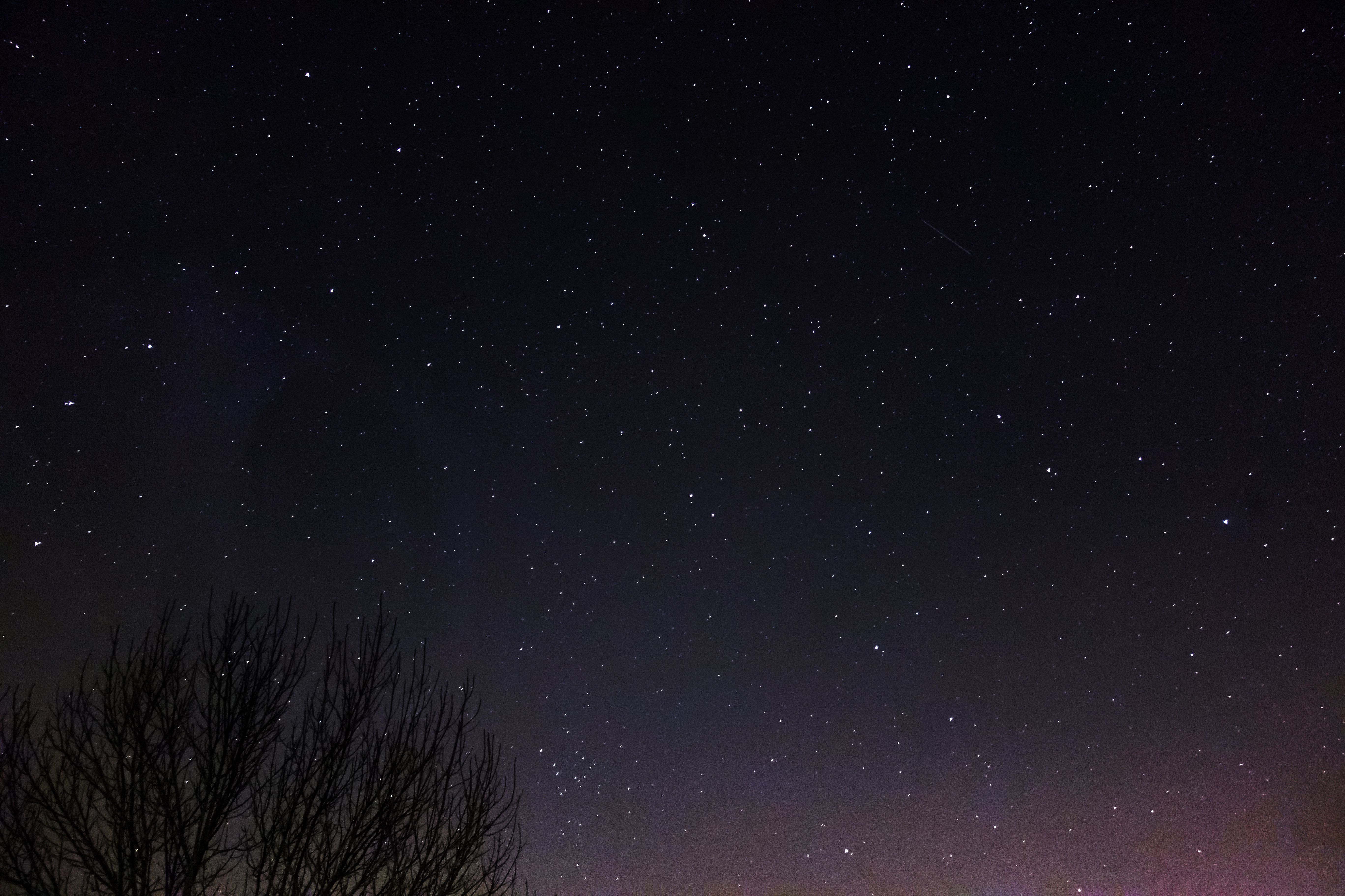 A Bare Tree Under Starry Night · Free Stock Photo