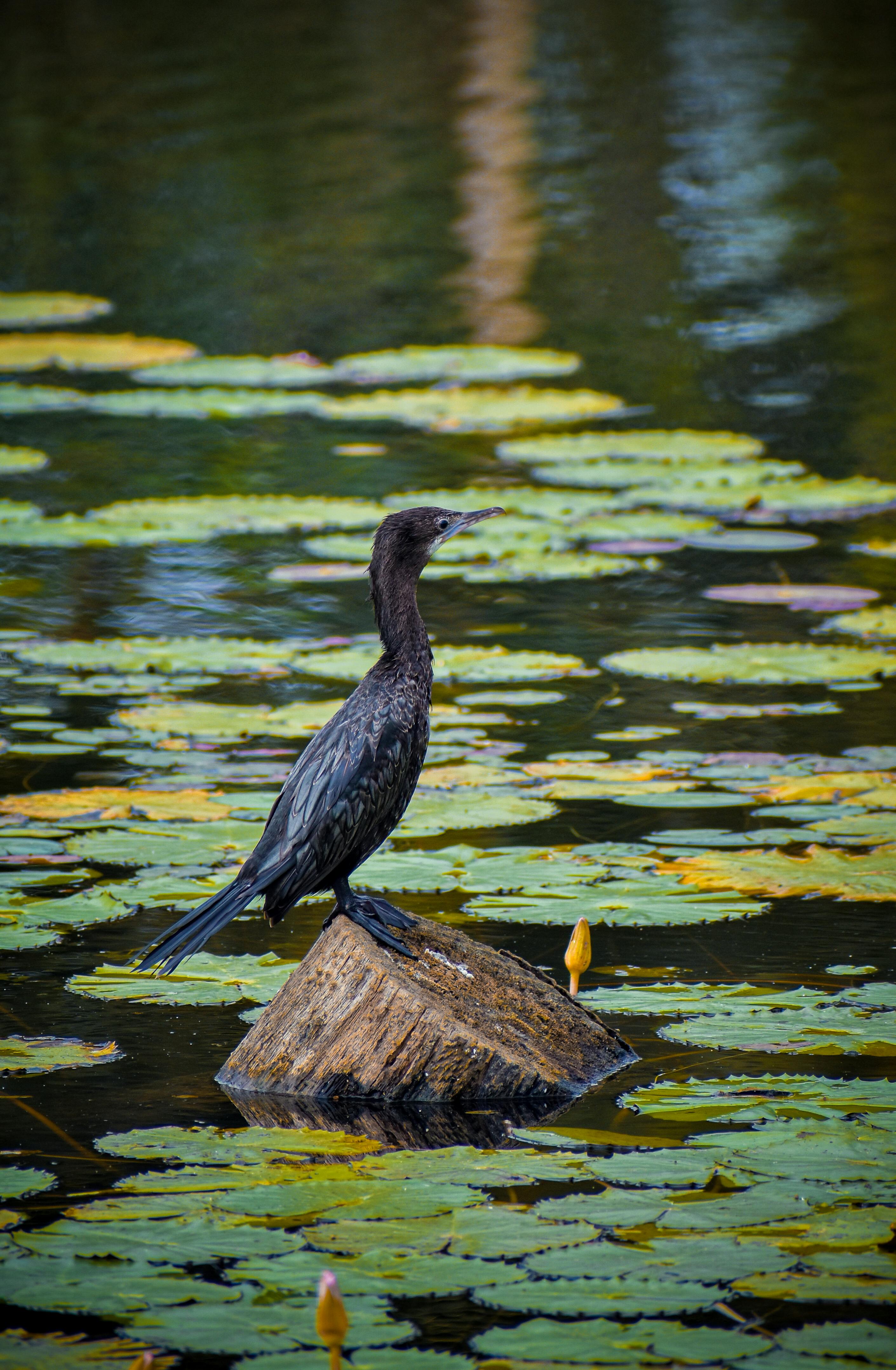 Close-Up Shot of a Little Cormorant Bird on Wooden Log · Free Stock Photo