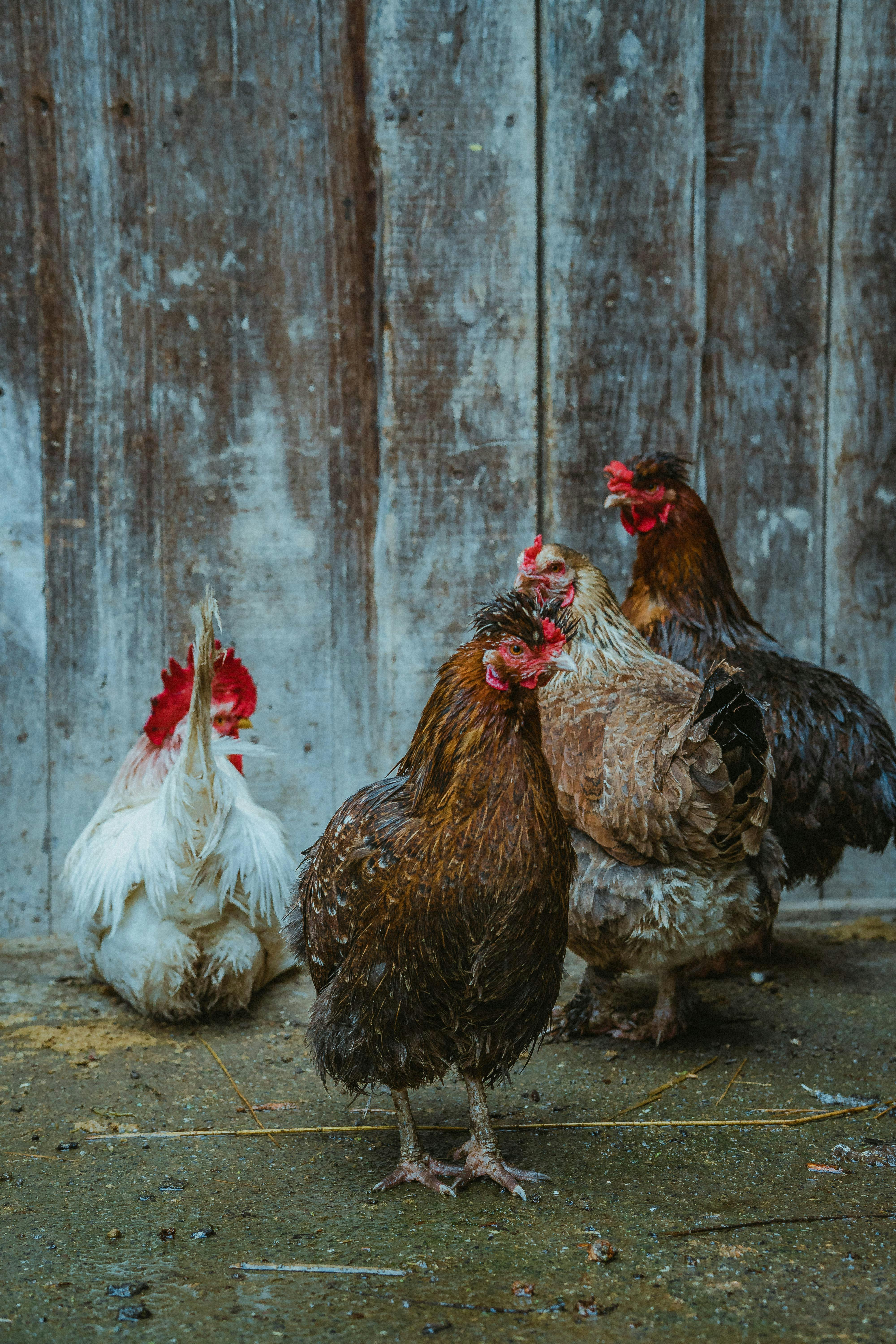 White Rooster · Free Stock Photo