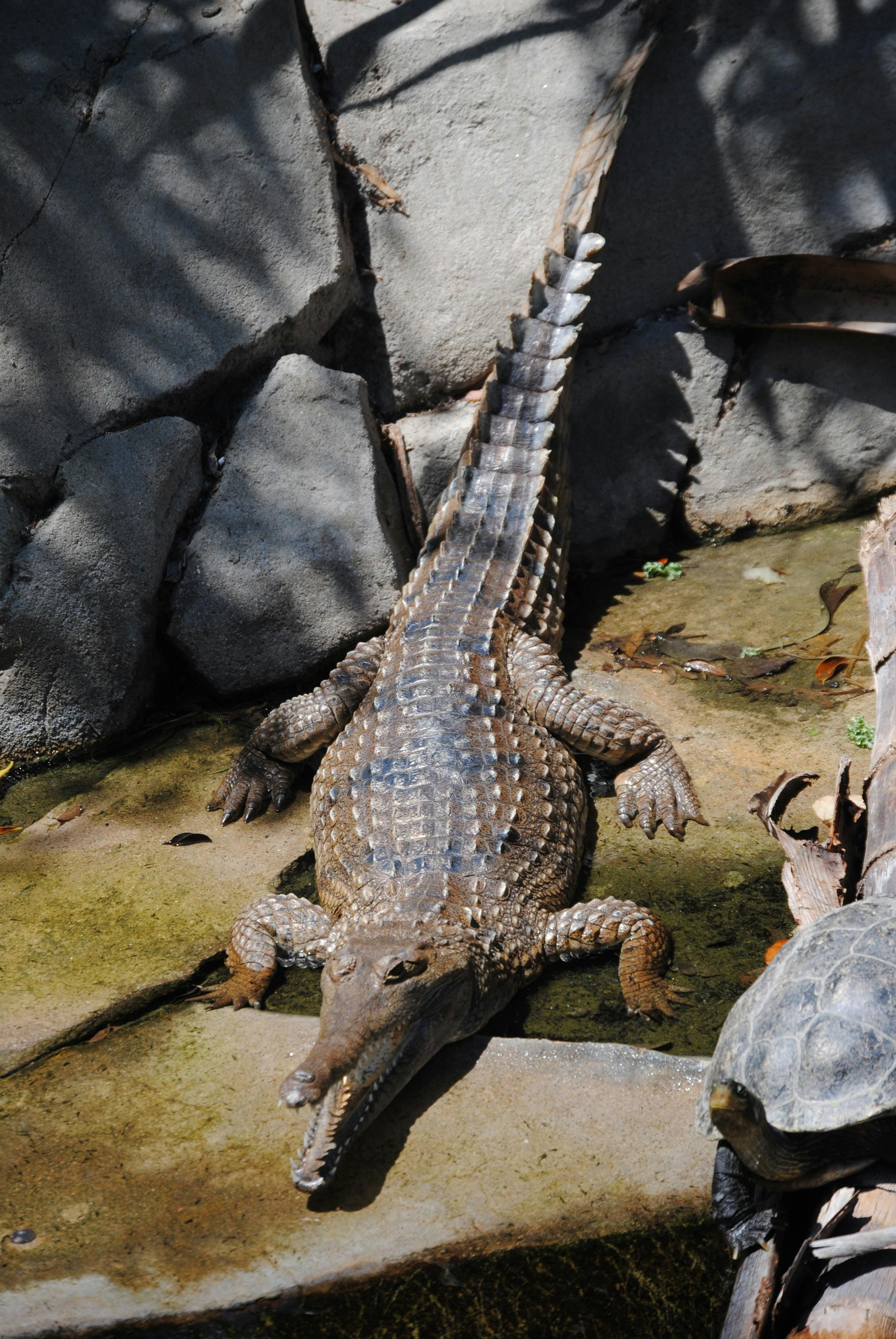 Crocodile Wallpaper Photos, Download The BEST Free Crocodile Wallpaper ...