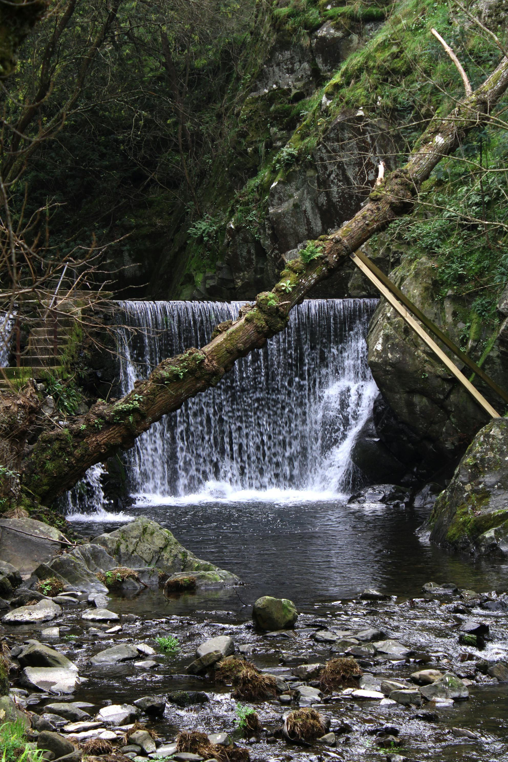 Big Rock Surrounded by Trees in the Forest · Free Stock Photo