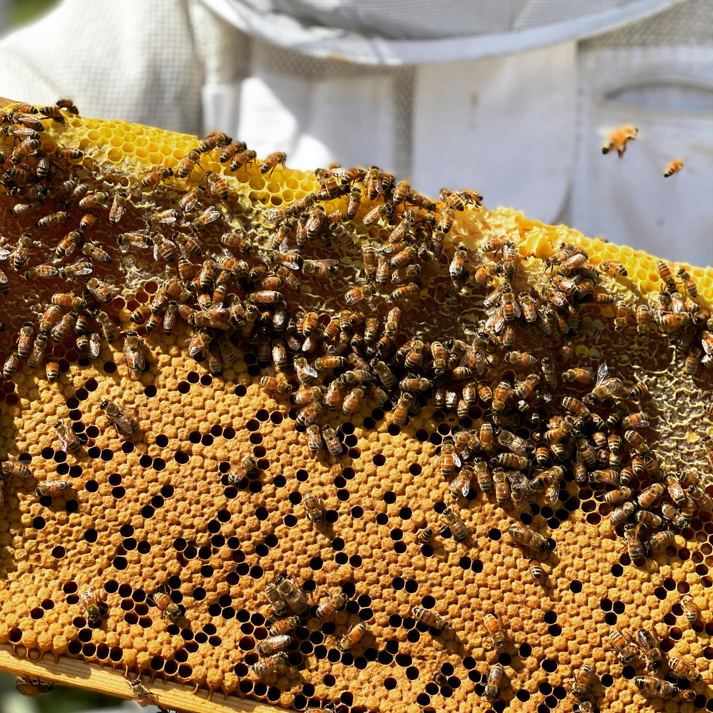 A Colony of Honeybees on Beehive · Free Stock Photo