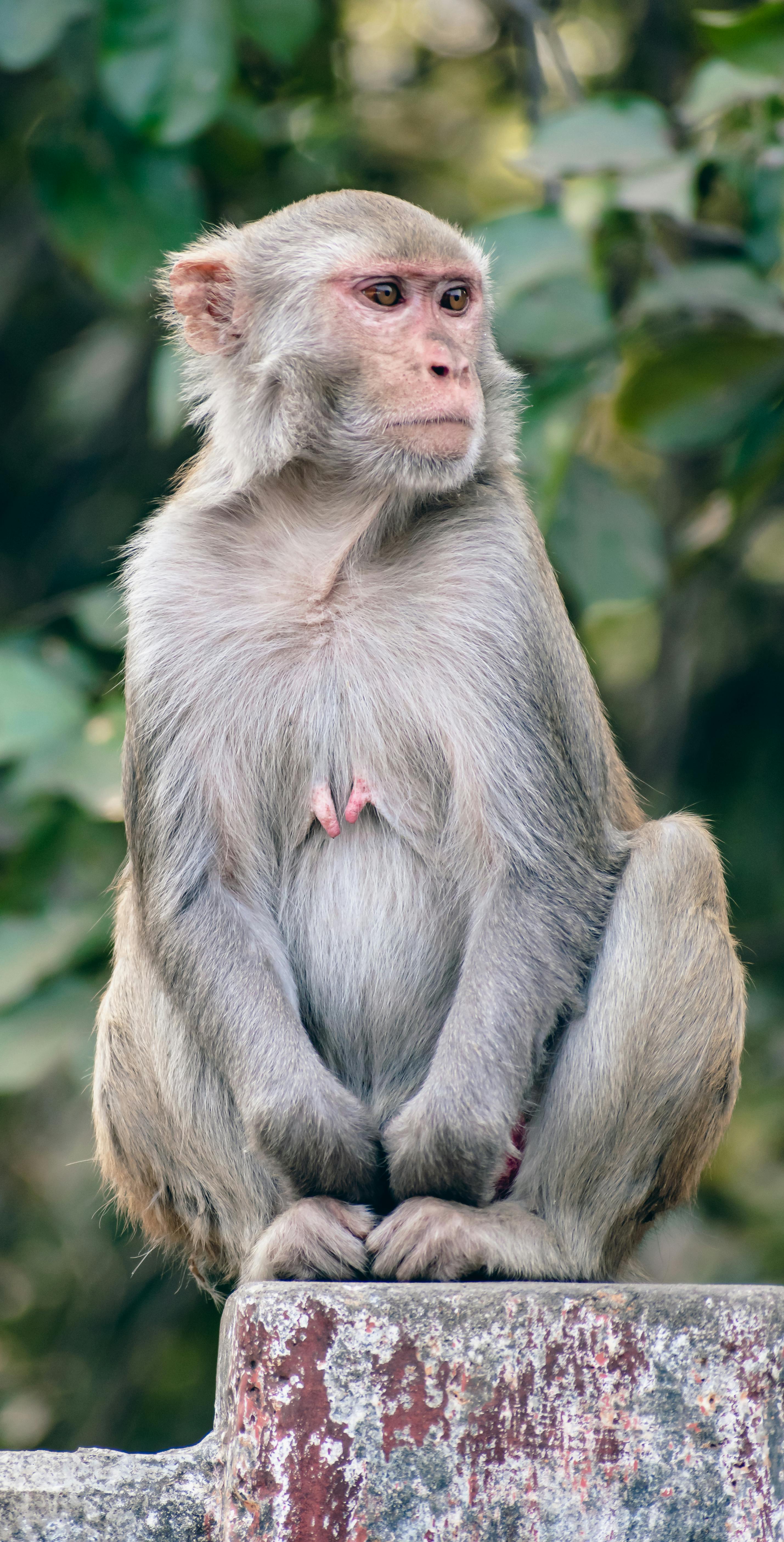 Brown Monkey Sitting on Brown Wooden Surface · Free Stock Photo