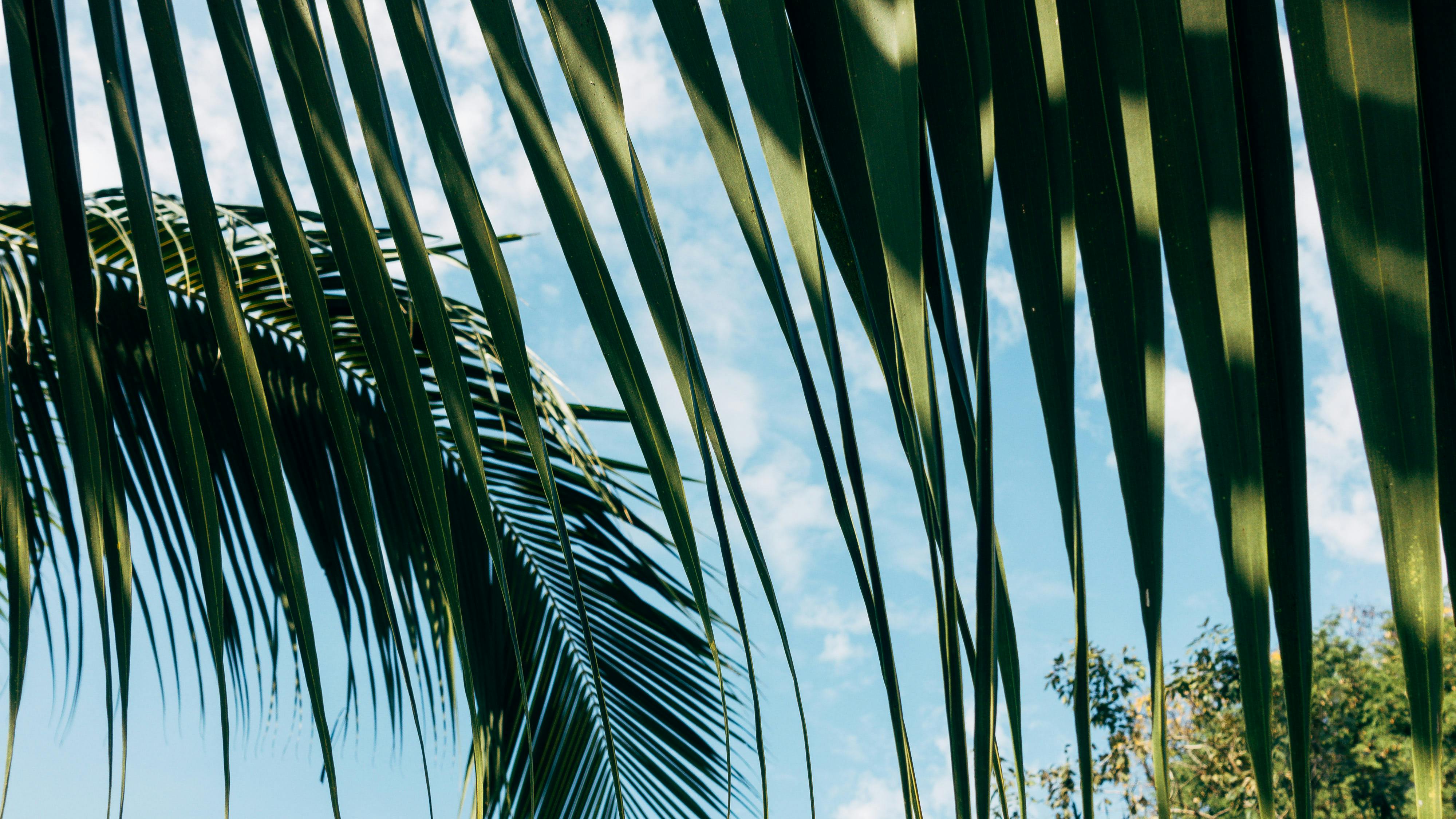 Green Palm Tree · Free Stock Photo