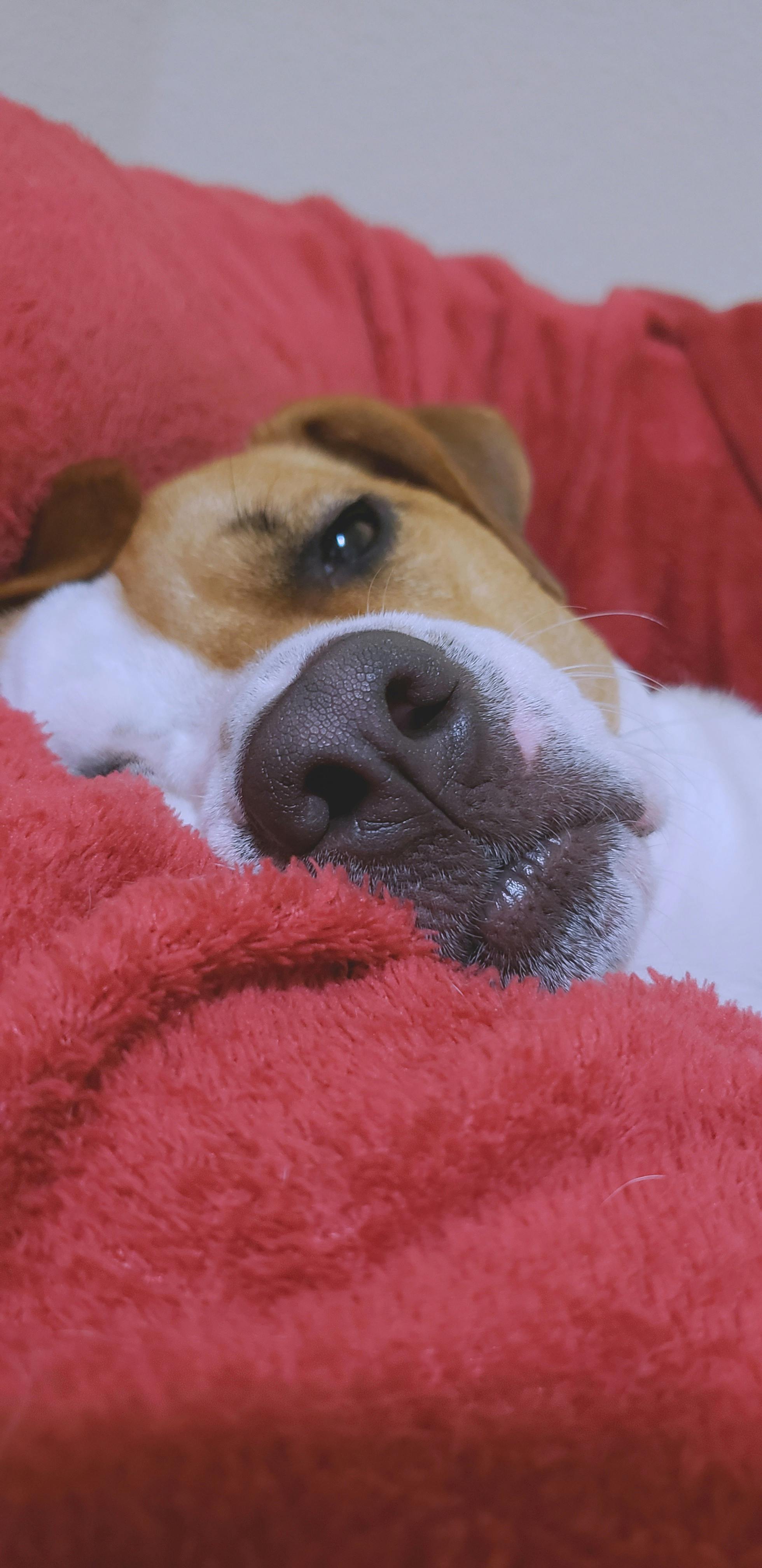 Free stock photo of animal, dog, dognose