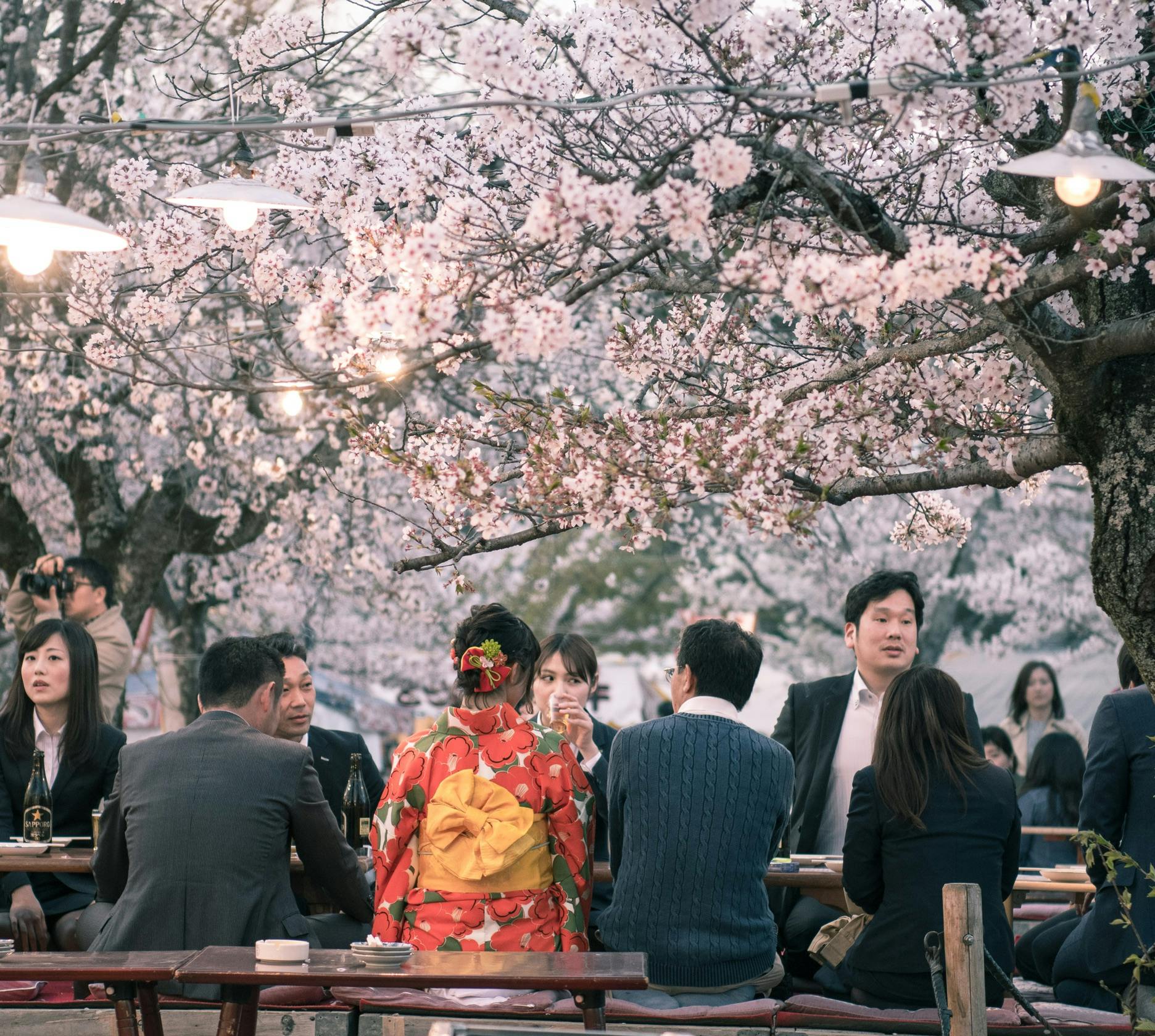 Free stock photo of cherry blossom, hanami