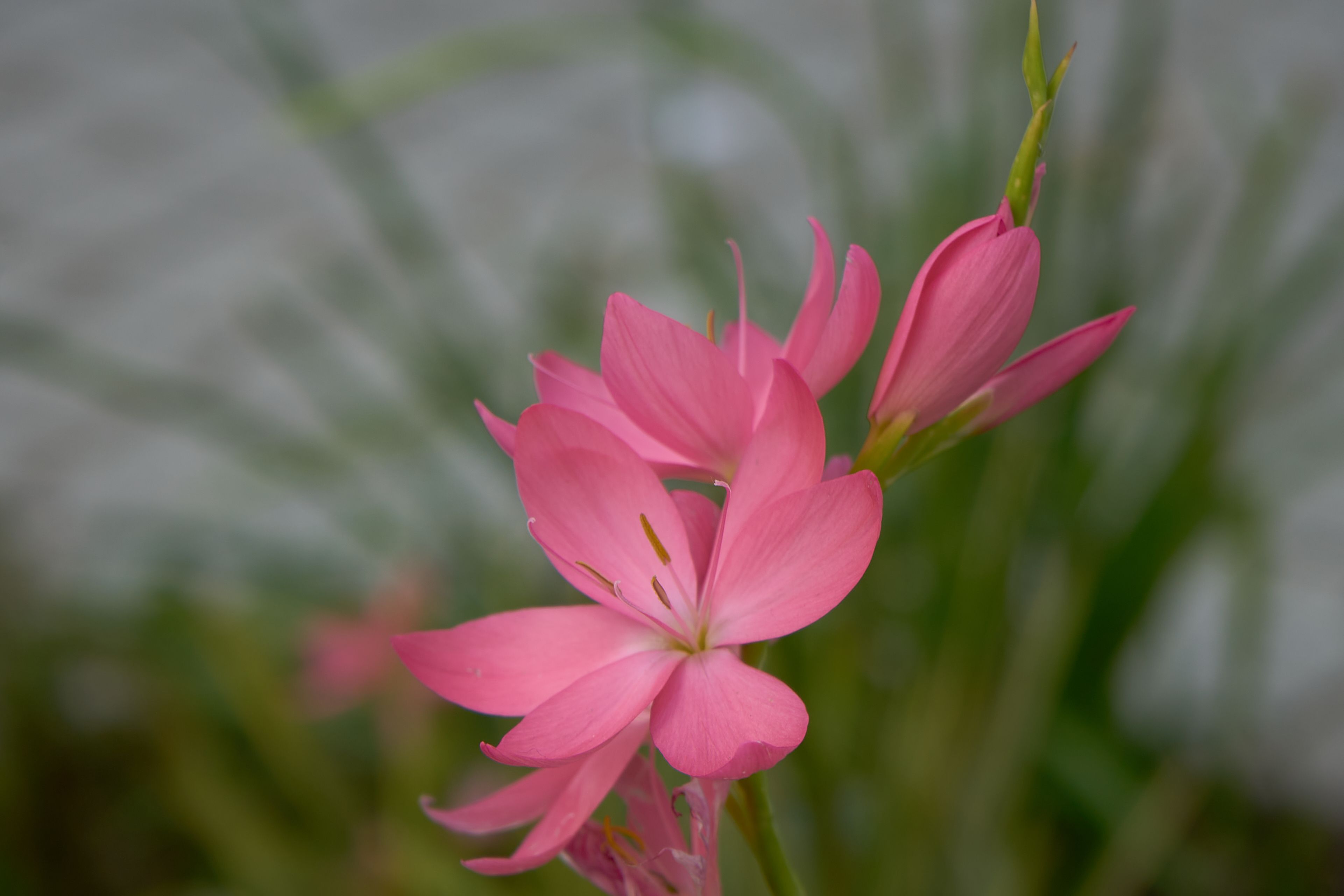 A Close-Up Shot of a River Lily · Free Stock Photo