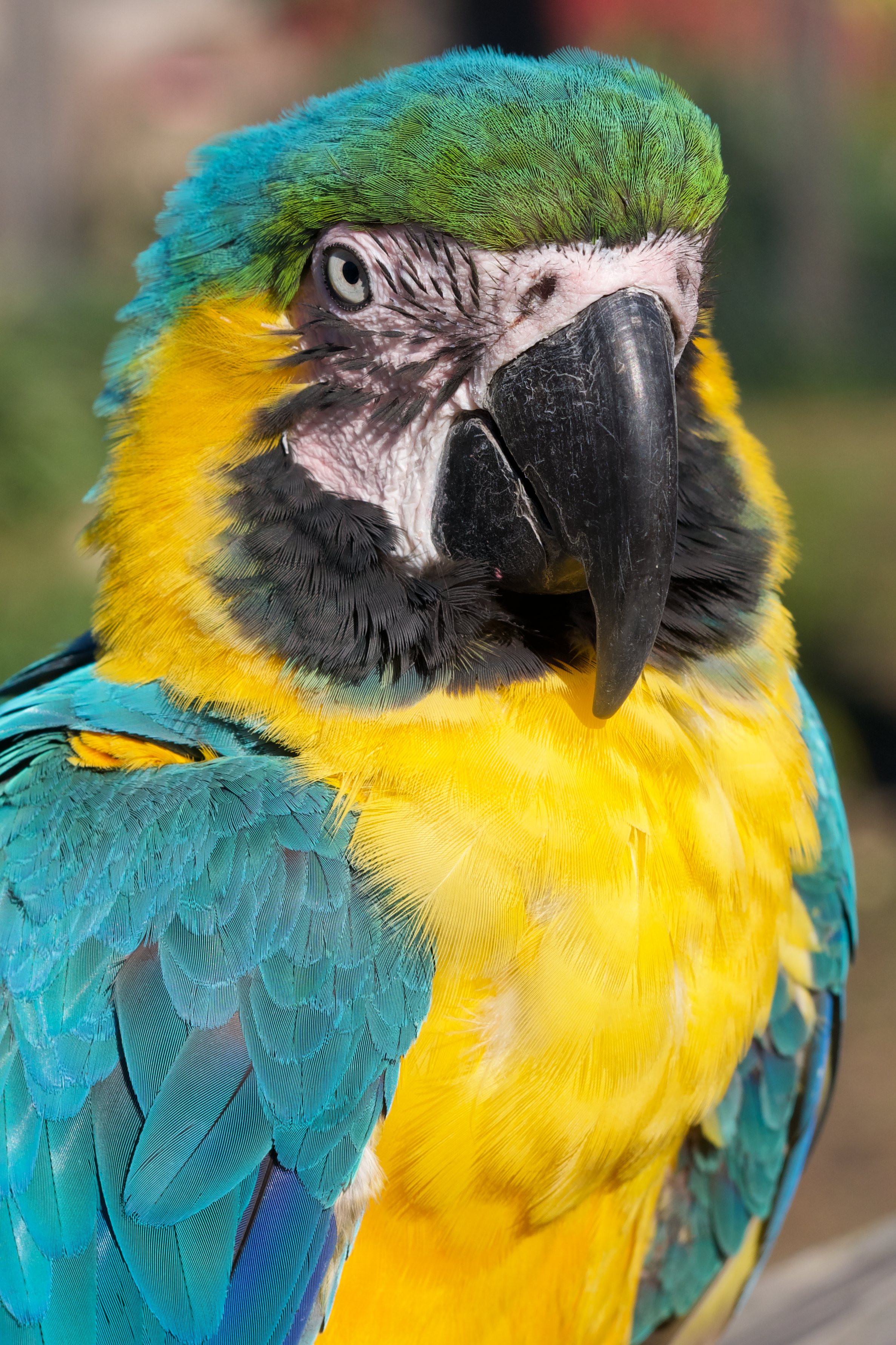 Close Up Shot of a Parrot · Free Stock Photo