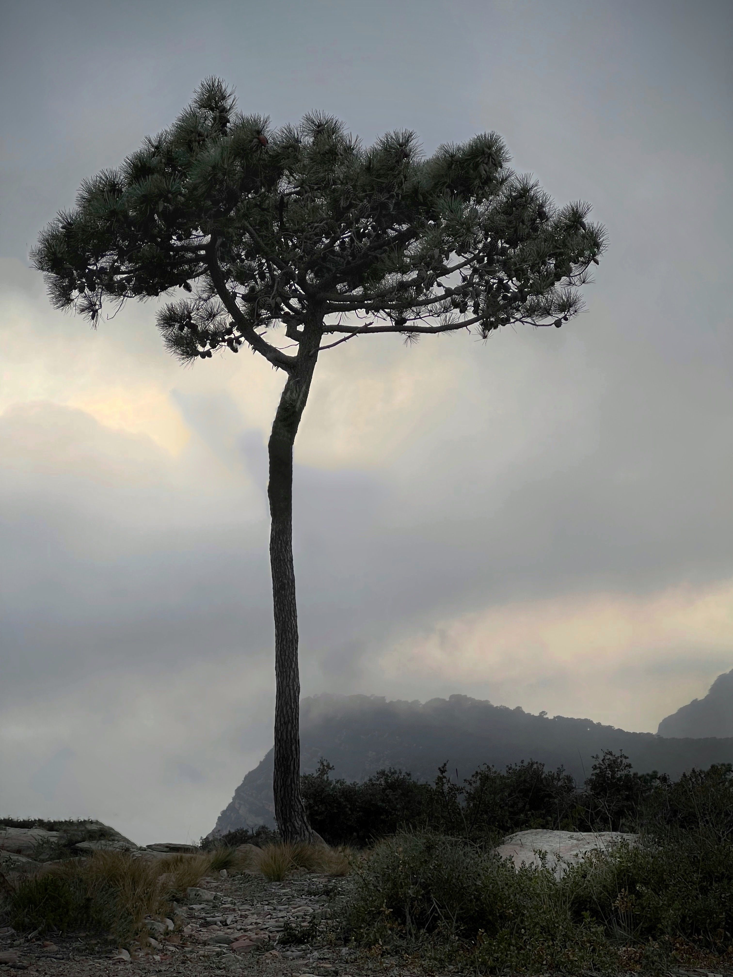 Photo of a Tree Under Cloudy Sky · Free Stock Photo