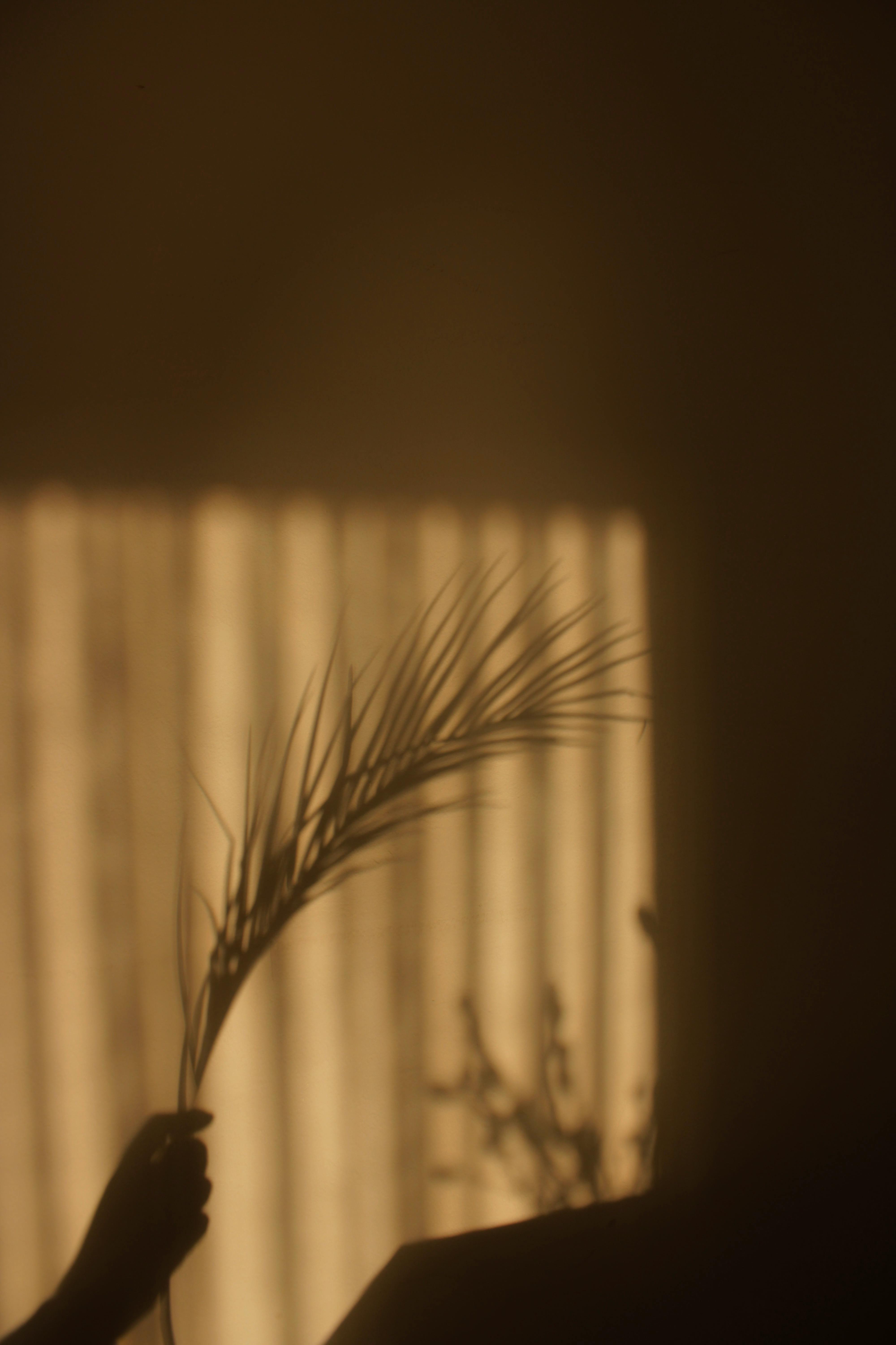 Shadow Art Photos, Download The BEST Free Shadow Art Stock Photos & HD ...