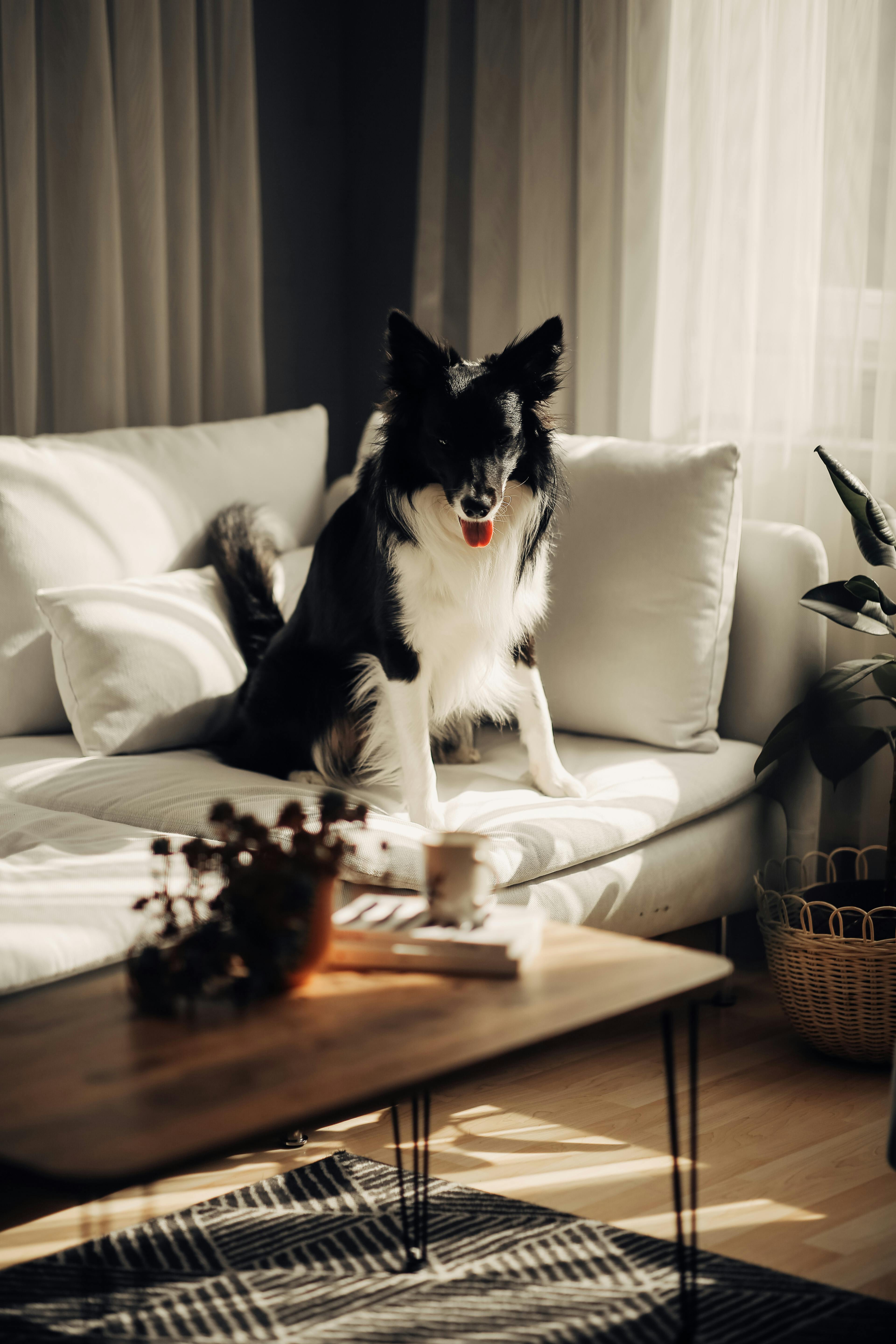 Border Collie on Bench · Free Stock Photo