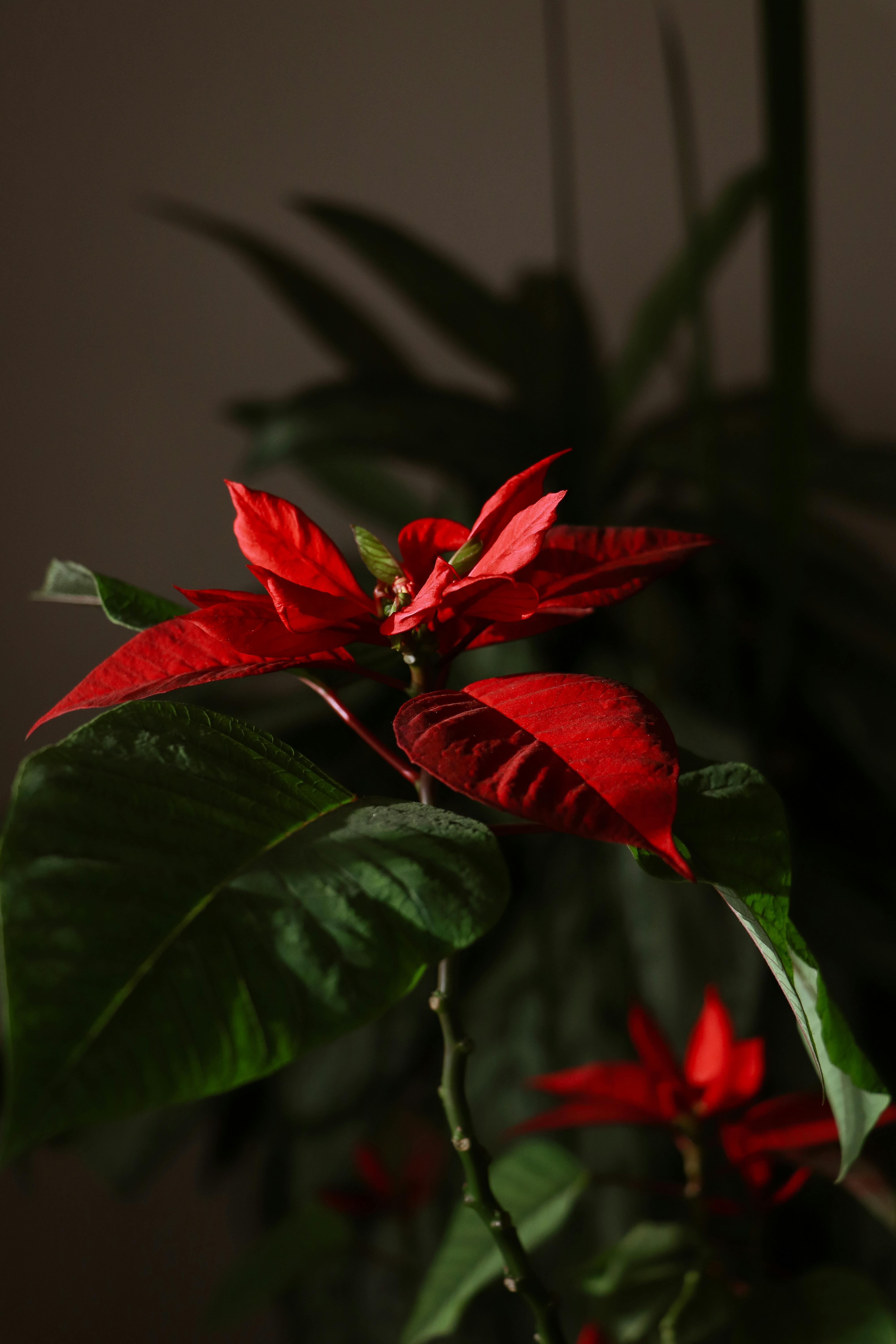 Red Poinsettia Flowers · Free Stock Photo