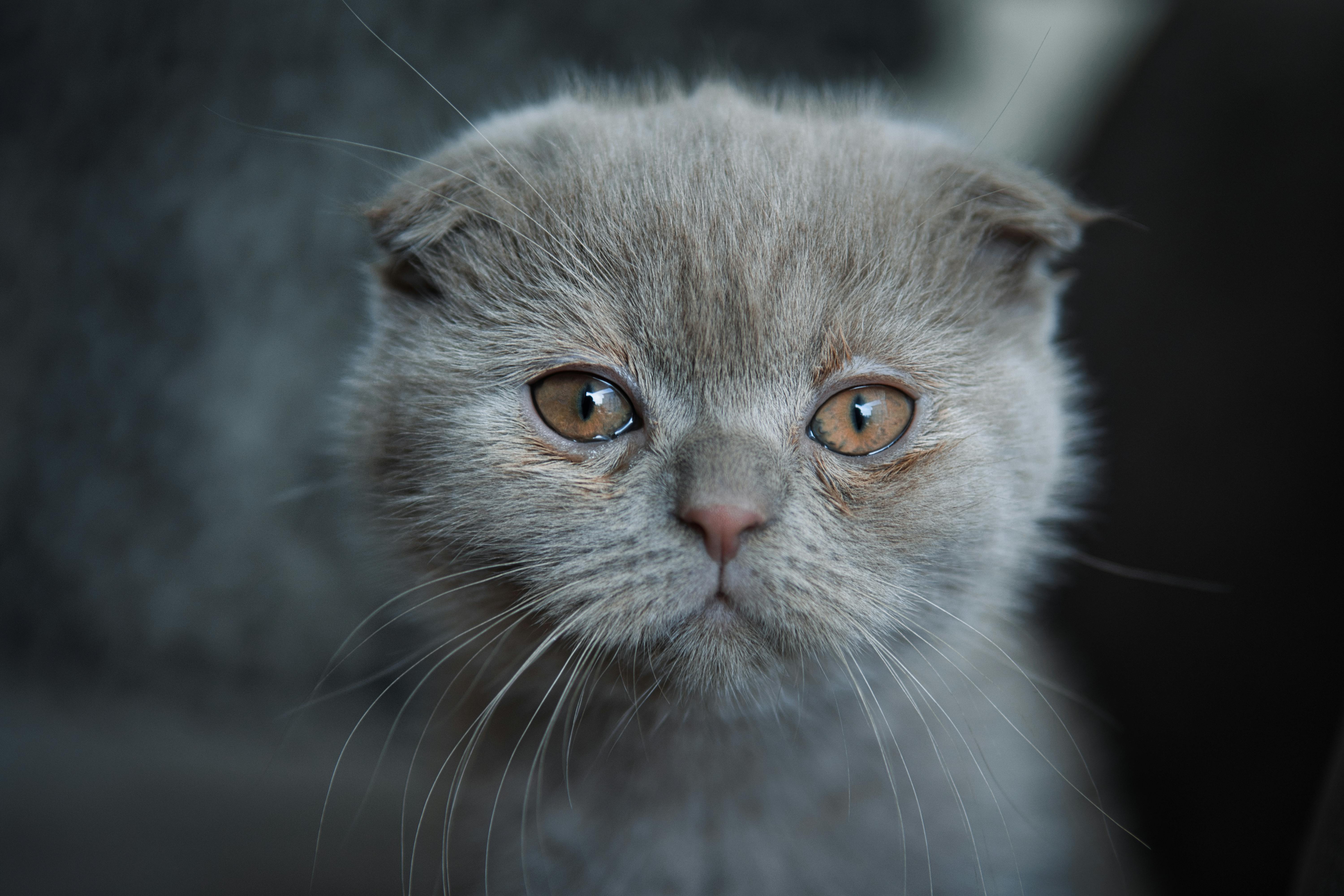 Gray Cat with Brown Eyes · Free Stock Photo