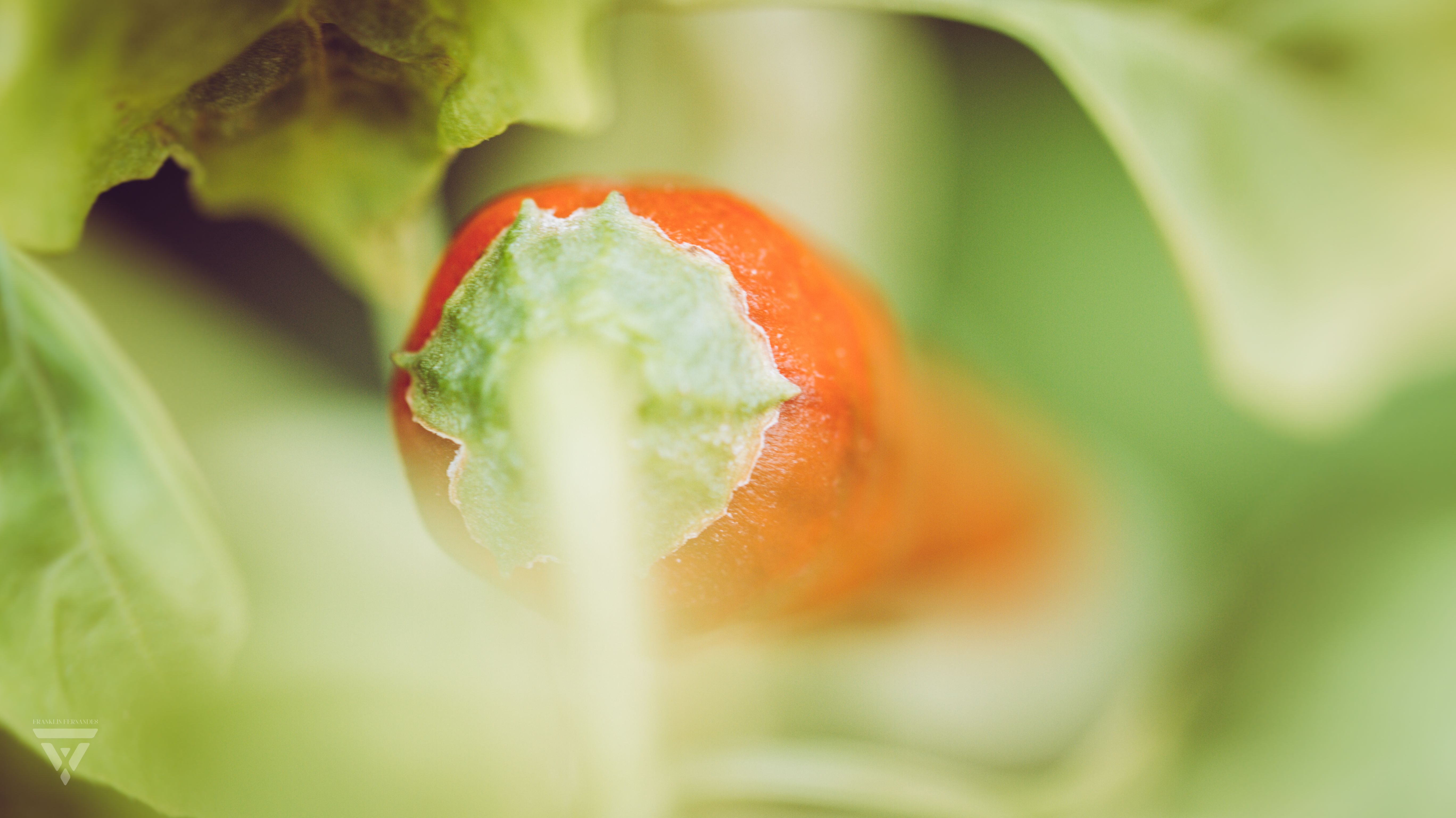 Free stock photo of canon, chilli, depth