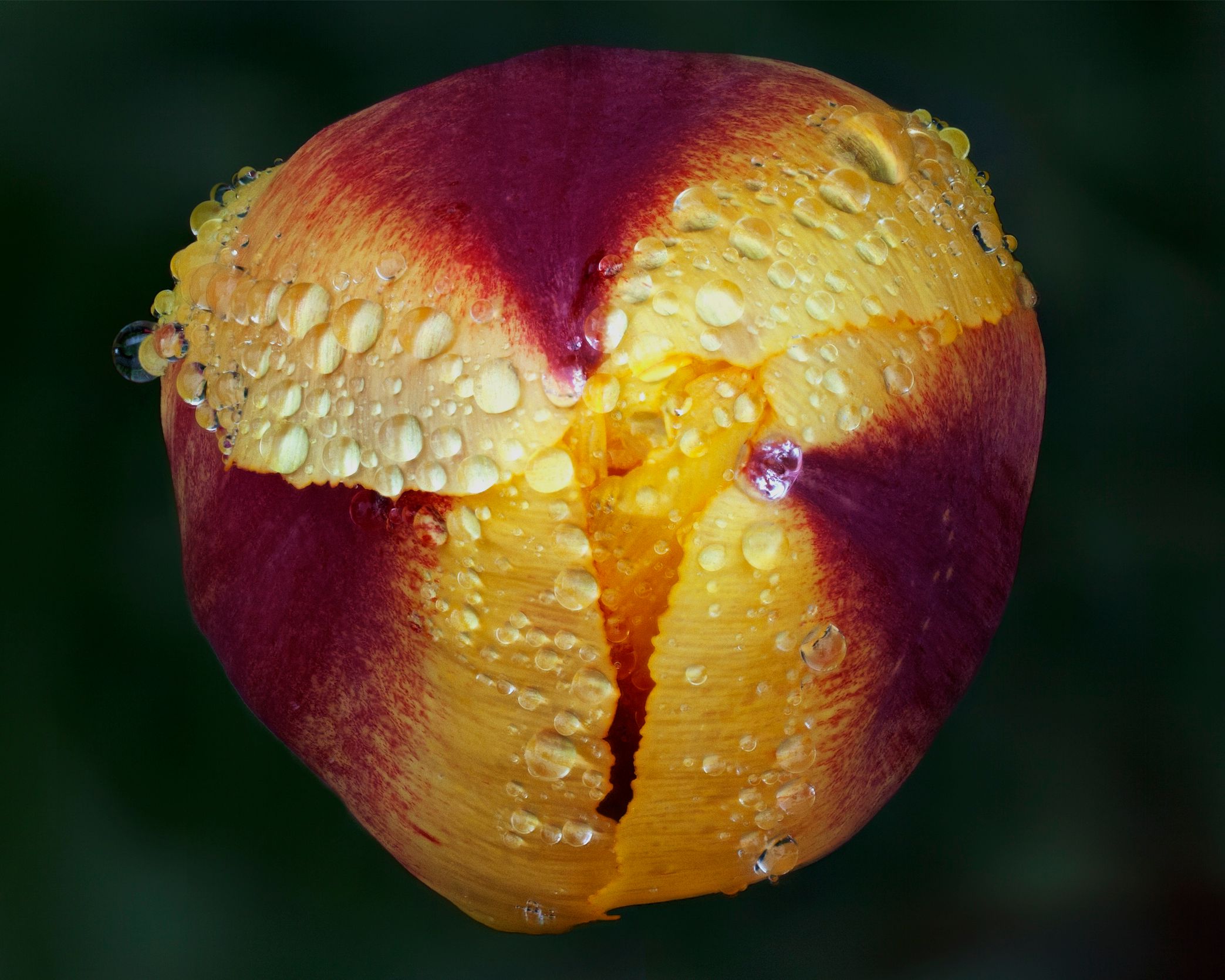 Free stock photo of close-up, eye, iris