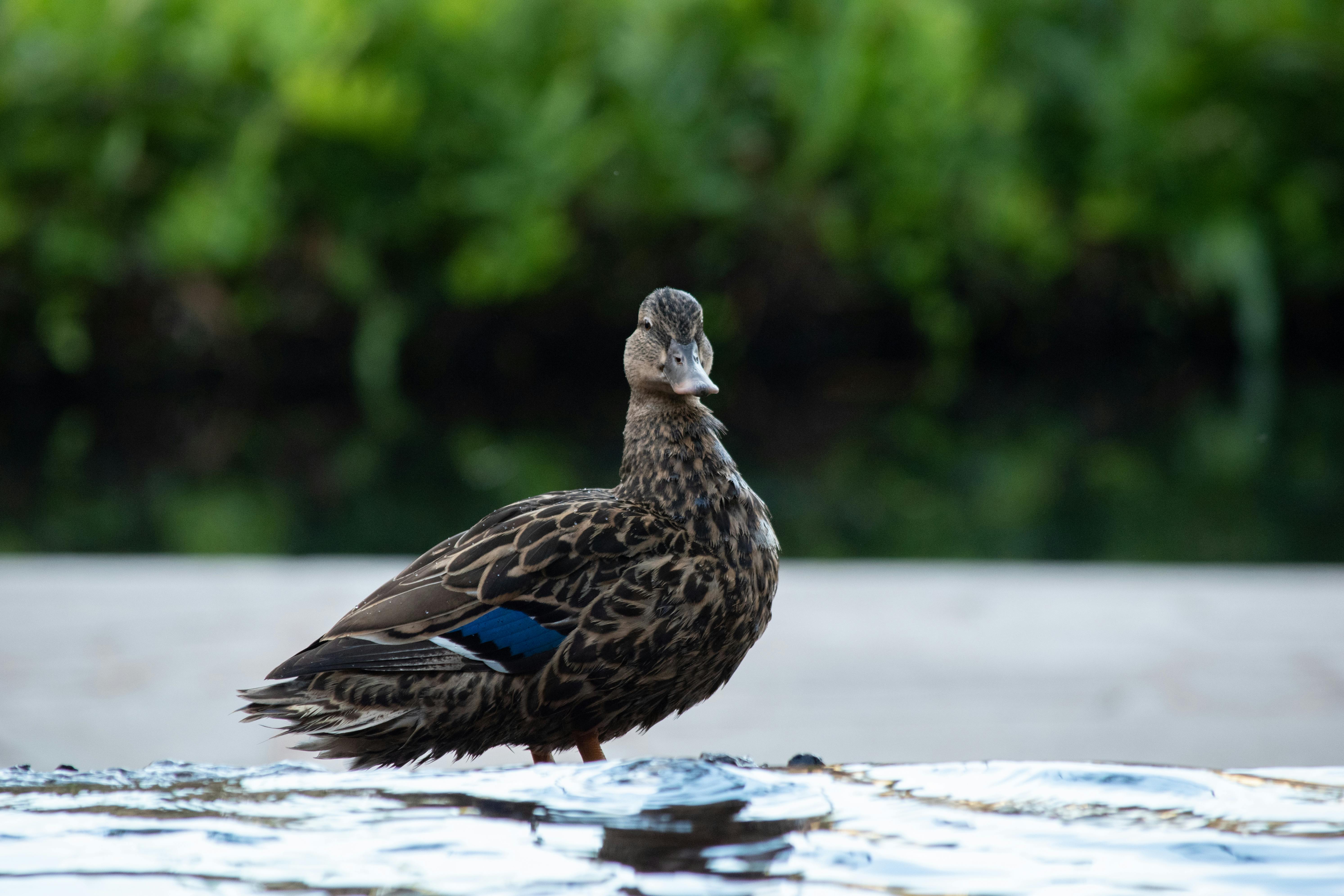 Odd Duck Photos, Download Free Odd Duck Stock Photos & HD Images